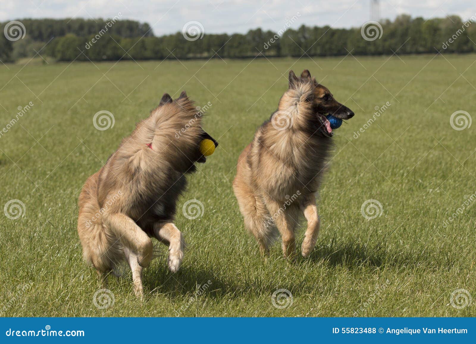 Two Dogs Running with Balls Stock Photo - Image of shepherd, blue: 55823488
