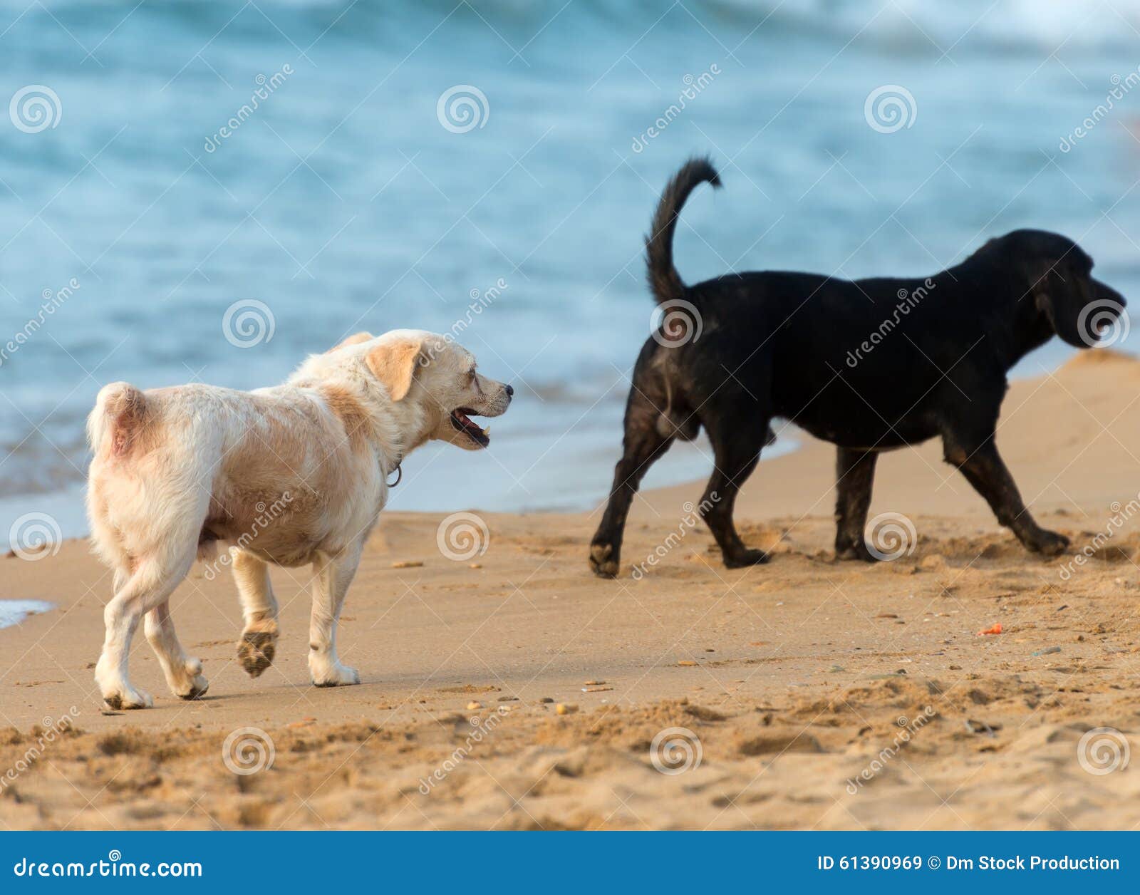 Two dogs. stock image. Image of chase, friendly, outside - 61390969