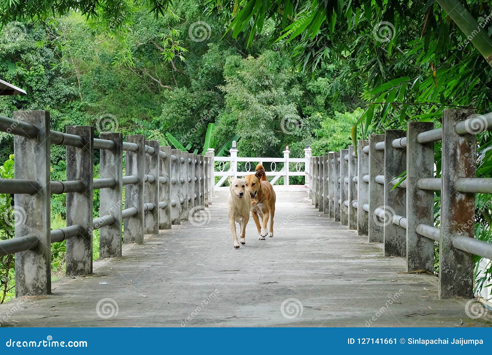 Two Dogs are Running on the Bridge. Stock Image - Image of floor ...