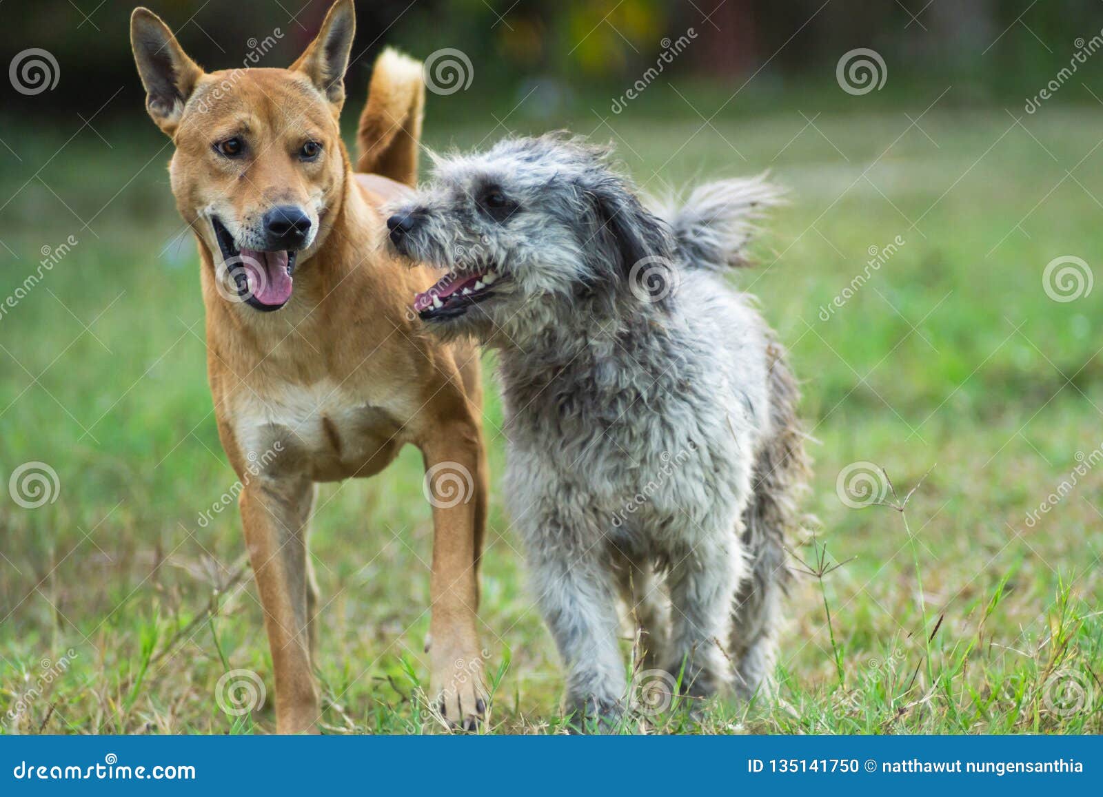 Two Dogs are Running on the Grass Stock Photo - Image of outside, green ...