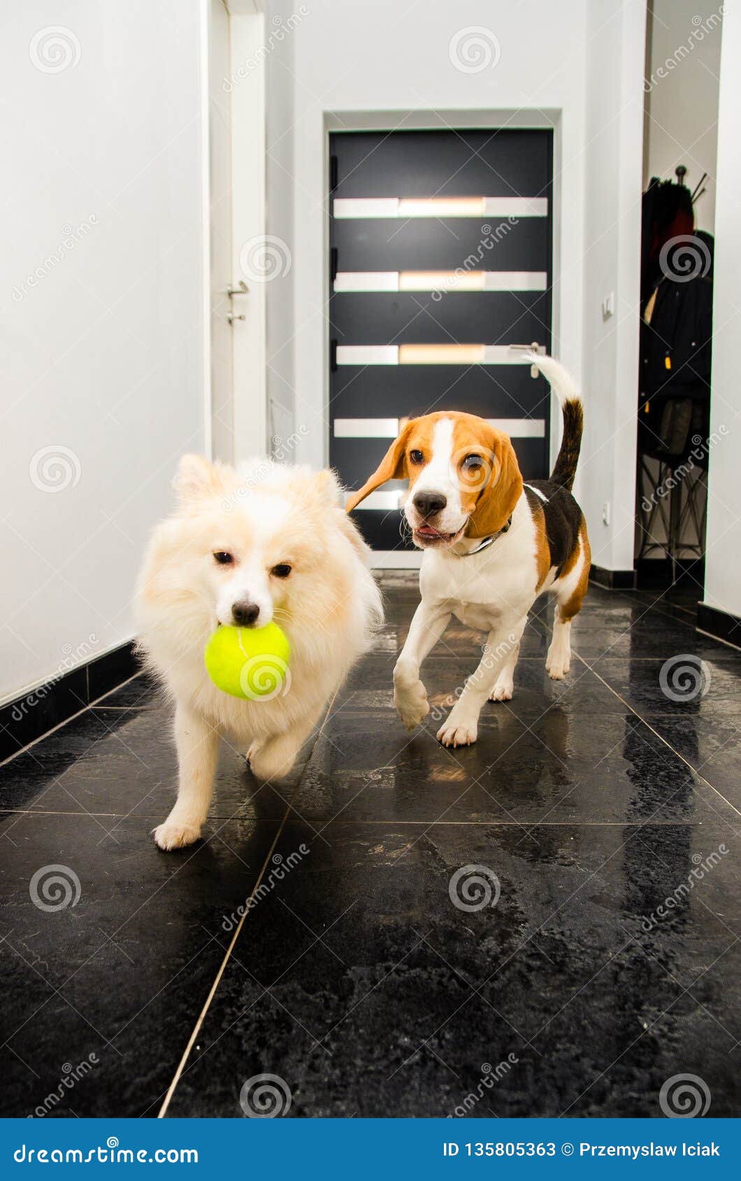 Two Dogs Running Indoors Playing Together Stock Image - Image of small ...