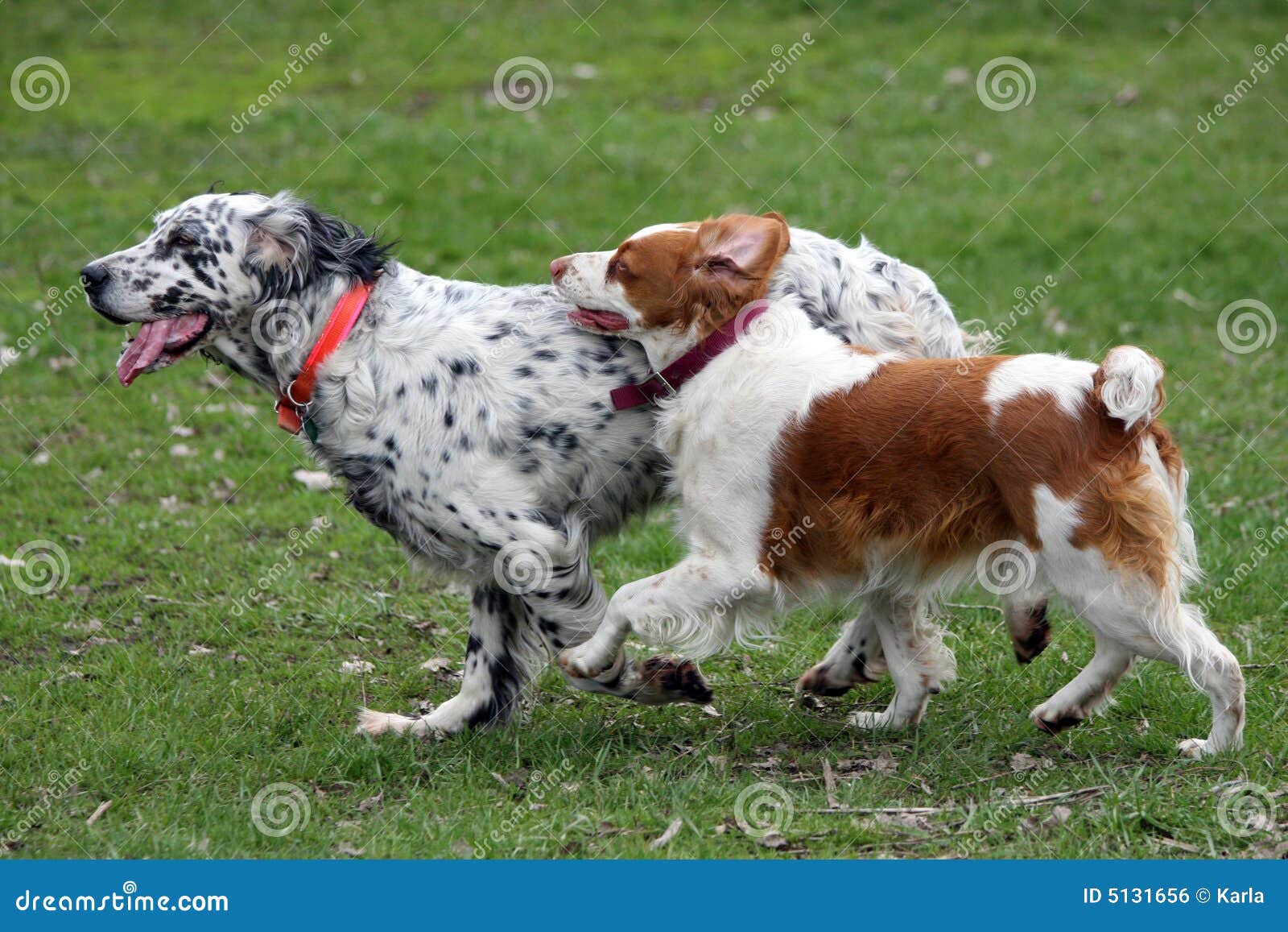 Two dogs running in a pack stock photo. Image of spotty - 5131656