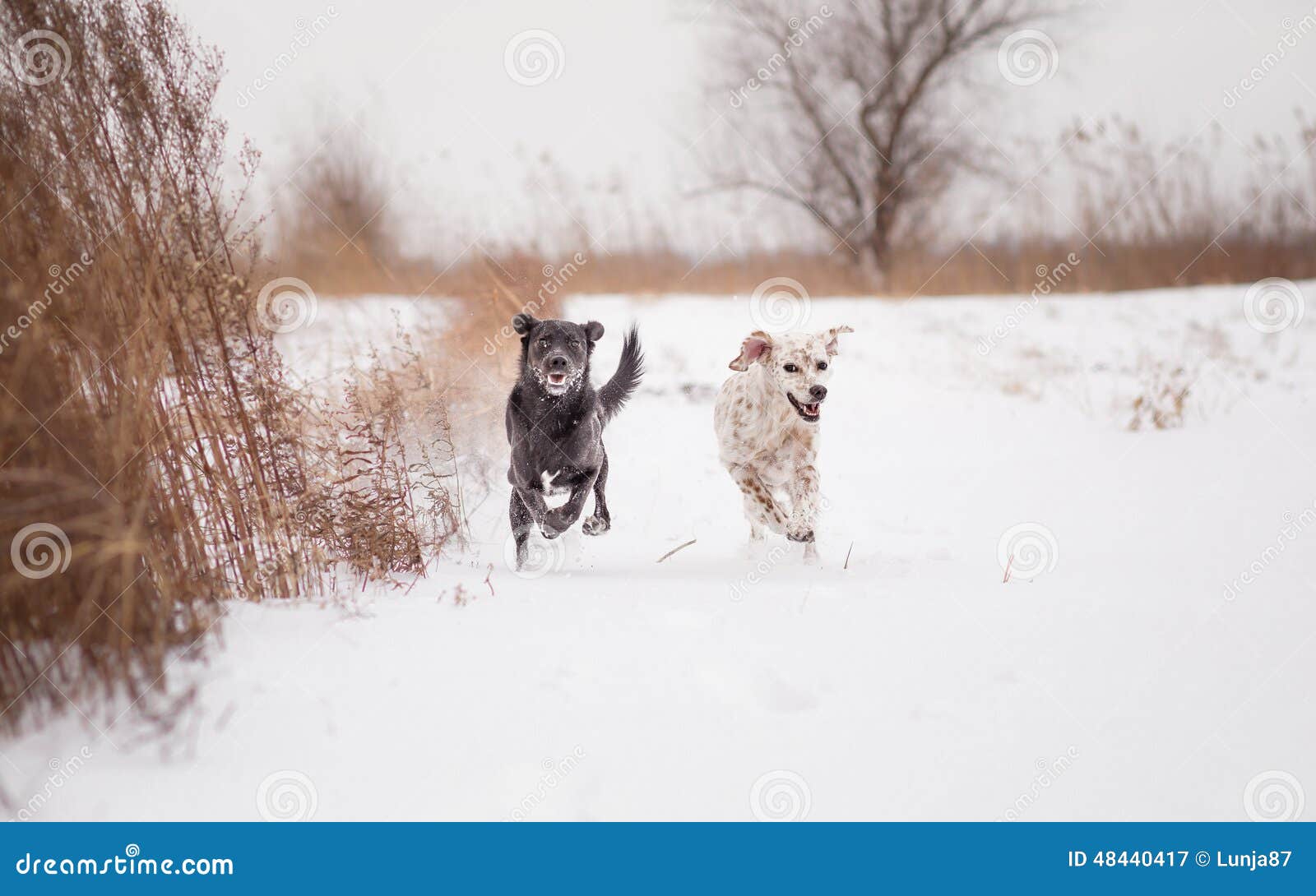 Two dogs running stock image. Image of snow, fast, adorable - 48440417