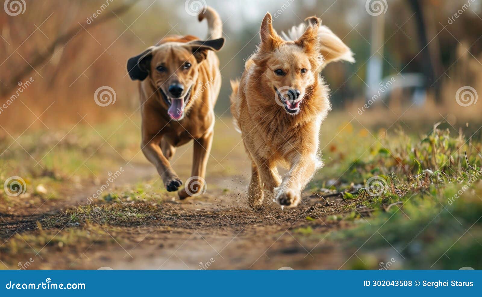 Two Dogs Running Together on a Dirt Path in the Woods, AI Stock Photo ...