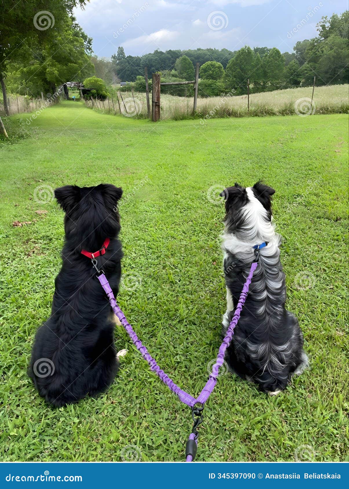 Two Dogs in the Same Team on a Walk. Stock Photo - Image of animal ...