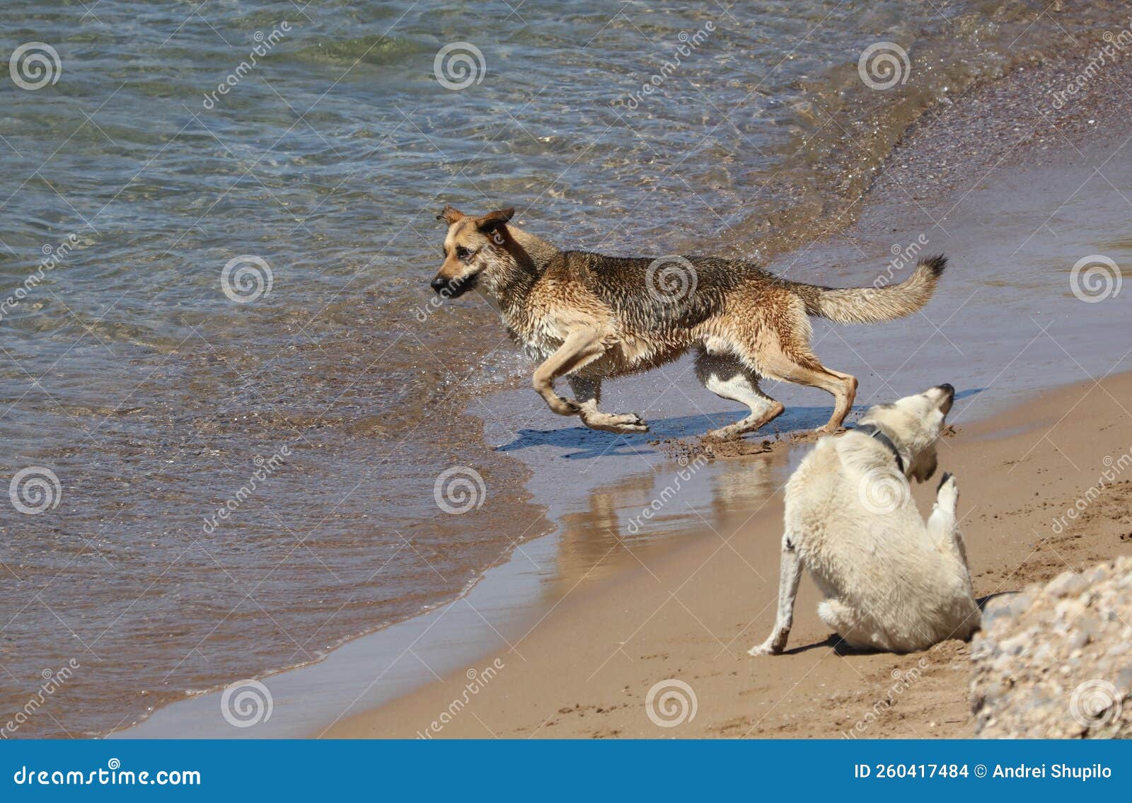 Two Dogs on the Sand by the Sea. Stock Photo - Image of mammal ...