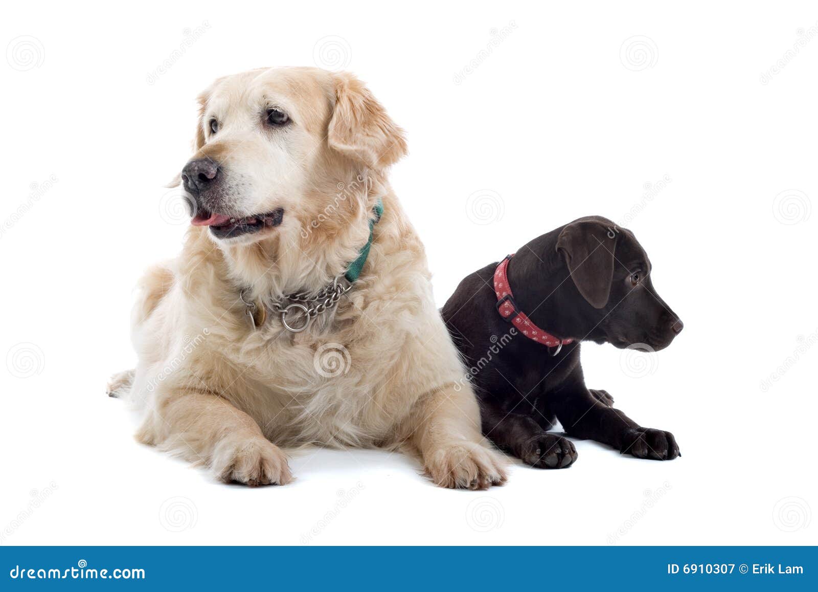 Two Dogs Sat Together Royalty Free Stock Photography - Image: 6910307