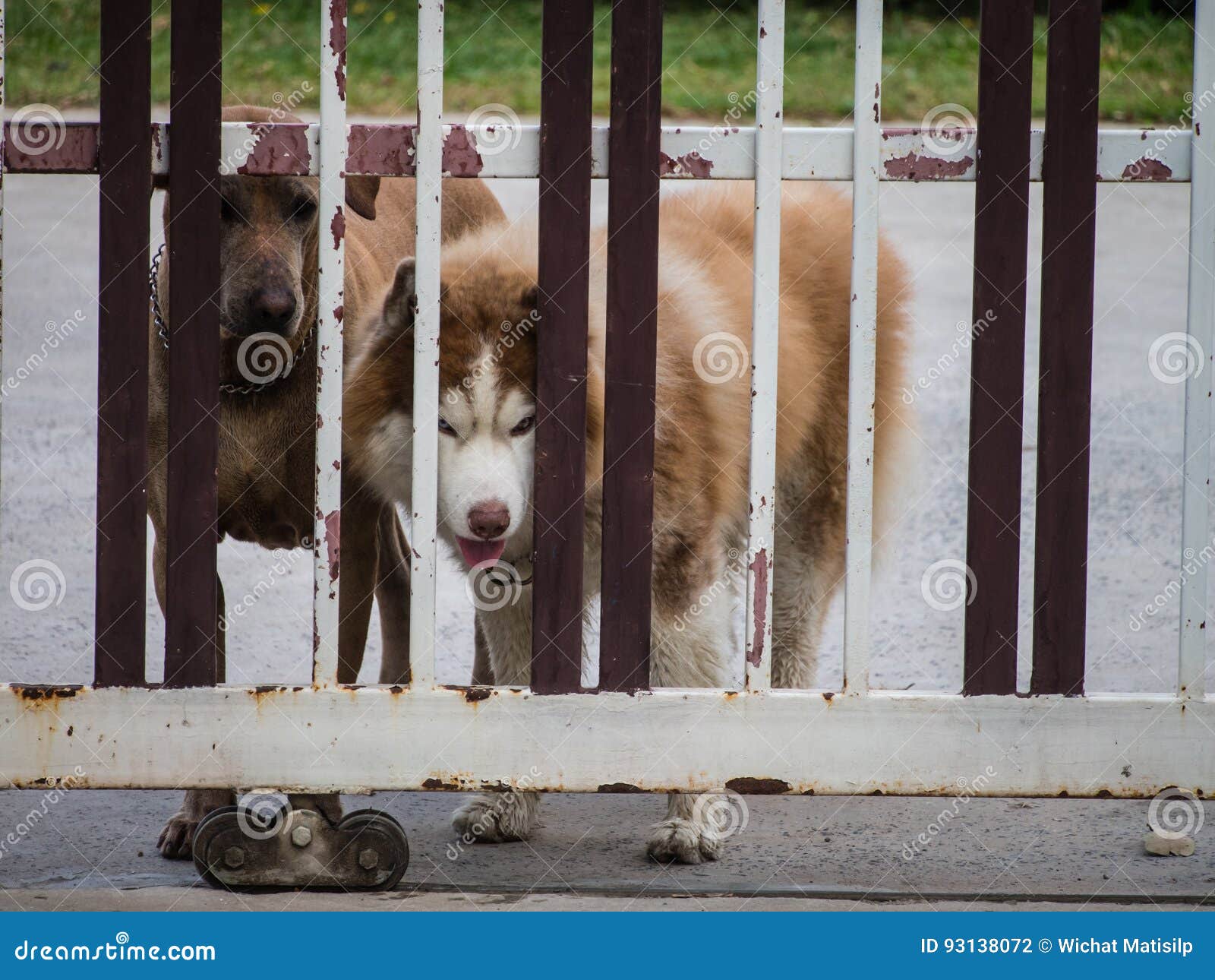 Dogs Scowling Stock Photos - Free & Royalty-Free Stock Photos from ...