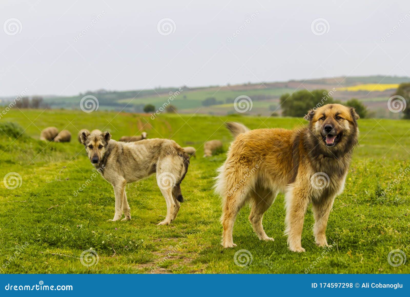 Two Dogs Side by Side, One Weak, One Fat in Farm Stock Photo - Image of ...
