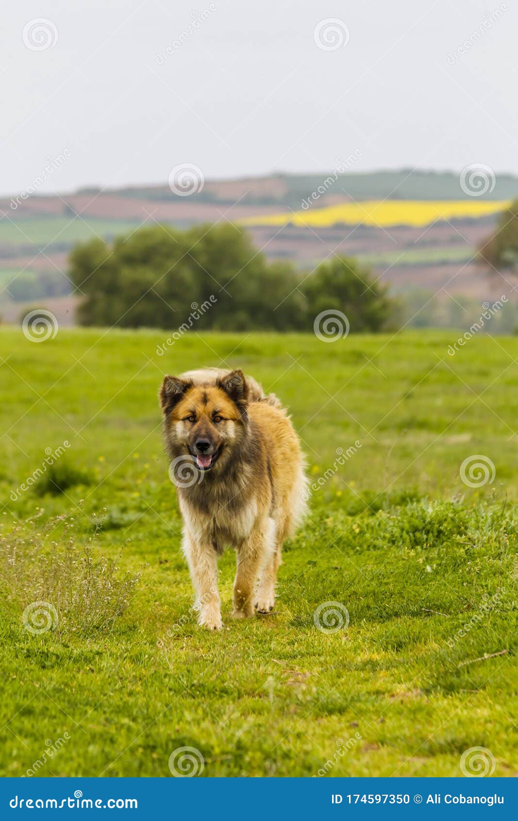Two Dogs Side by Side, One Weak, One Fat in Farm Stock Photo - Image of ...