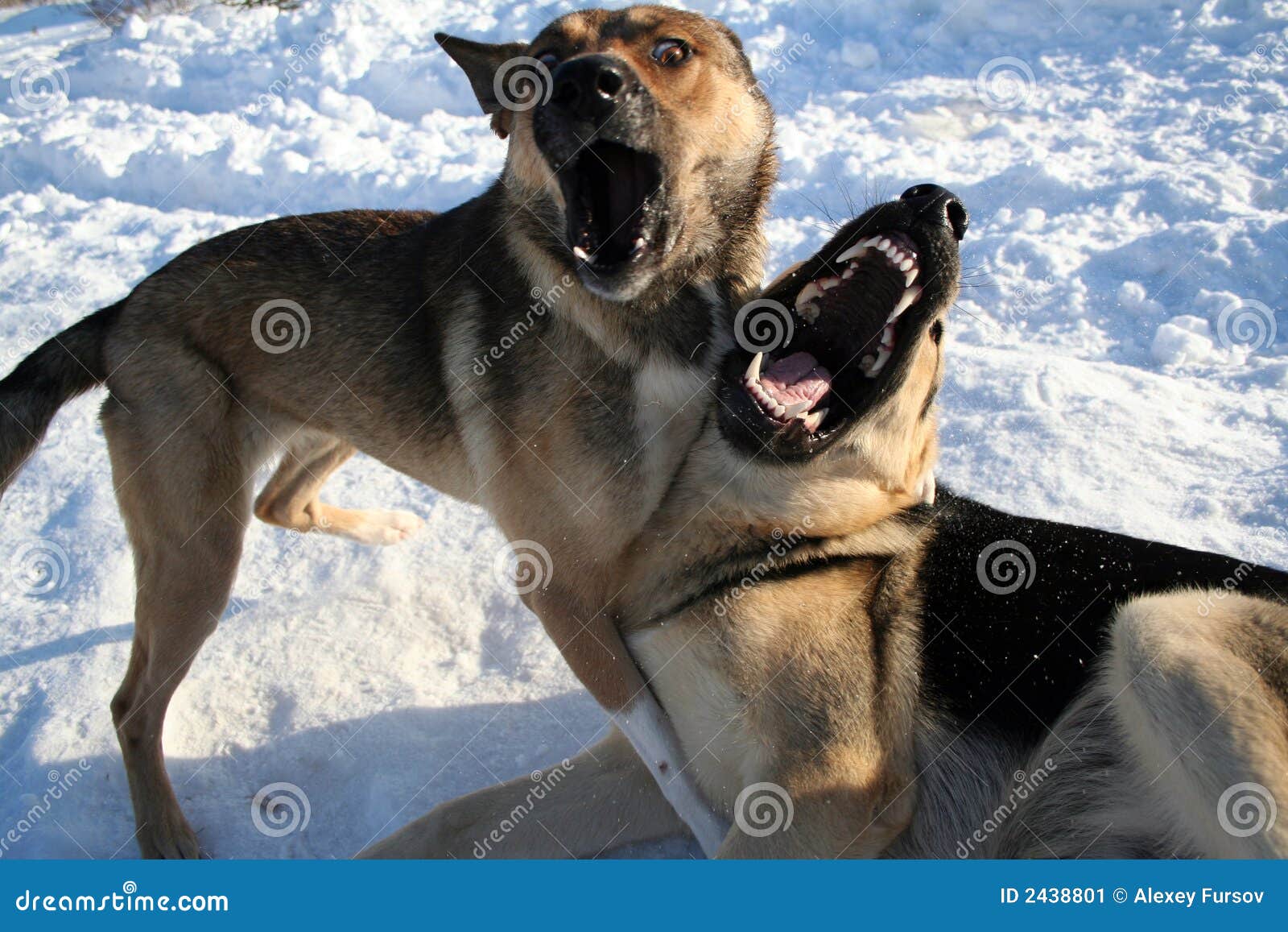 Two dogs singing stock image. Image of energy, sunlight - 2438801