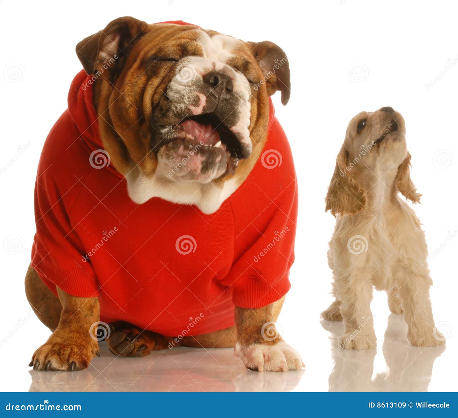 Two Dogs Singing or Howling Stock Image - Image of bull, expression ...