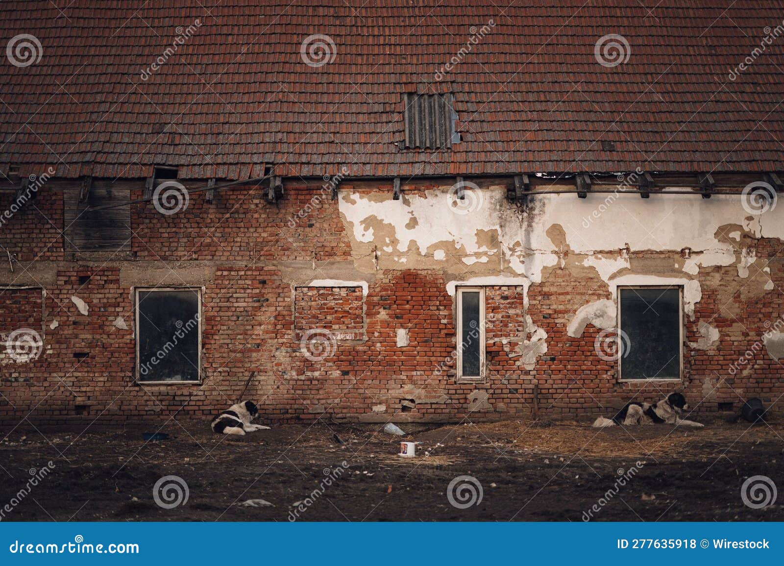 Two Dogs Sit Outside a Deteriorating Building. Stock Photo - Image of ...