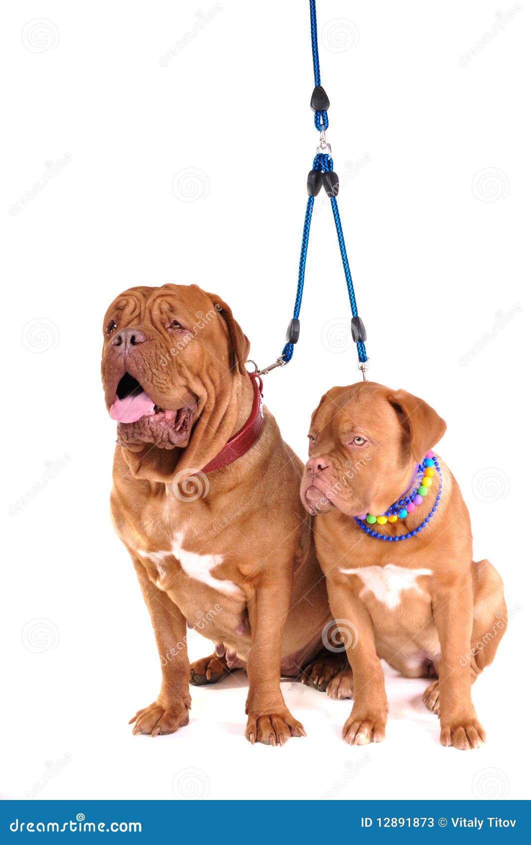 Two Dogs Sitting stock image. Image of studio, puppy - 12891873