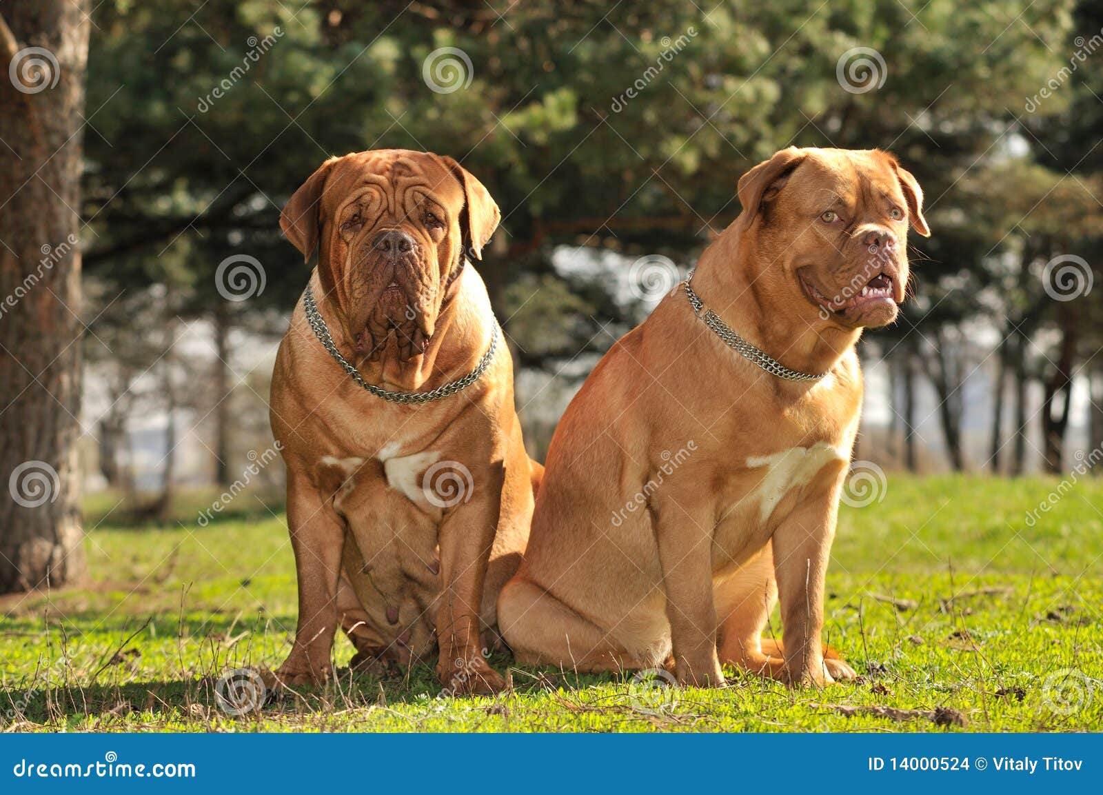 Two Dogs Sitting stock photo. Image of mastiff, grass - 14000524
