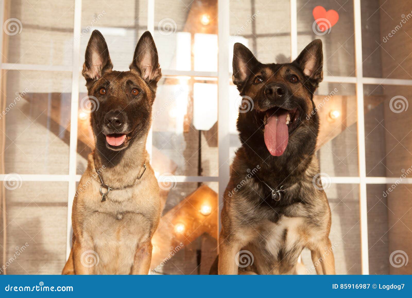 The Happy Malinois Dog, Six Month Old, Is Standing In Outdoors Stock ...