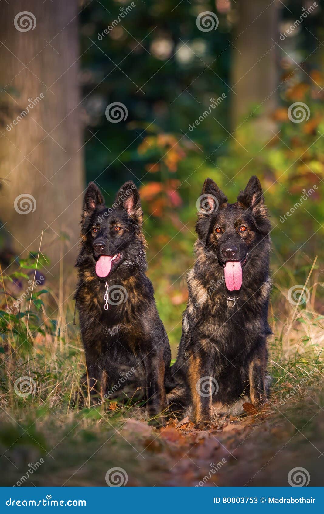 Two Dogs Sitting Together in the Forest Stock Image - Image of outdoor ...