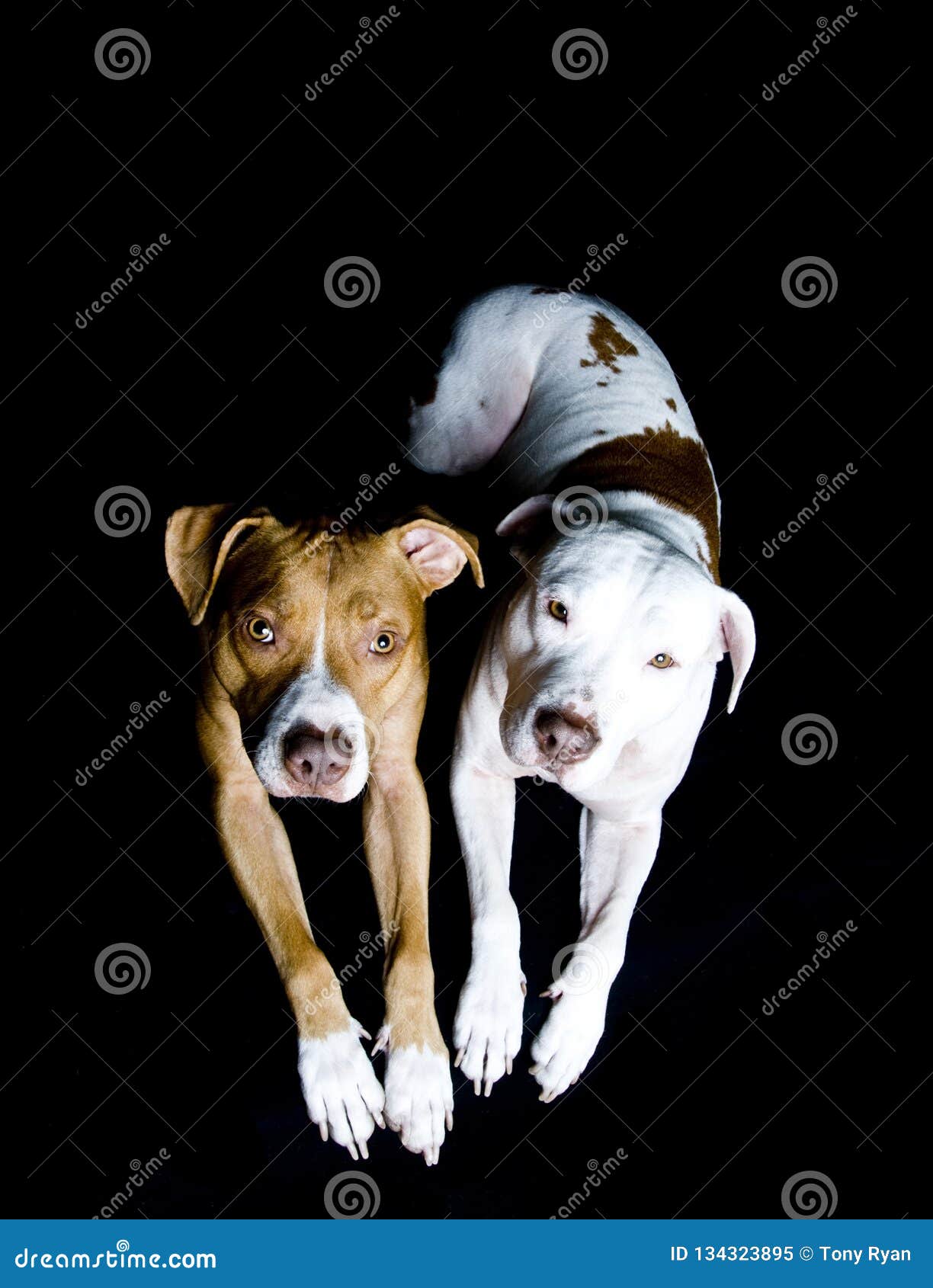 Two Dogs Sitting Together stock image. Image of staffordshire - 134323895