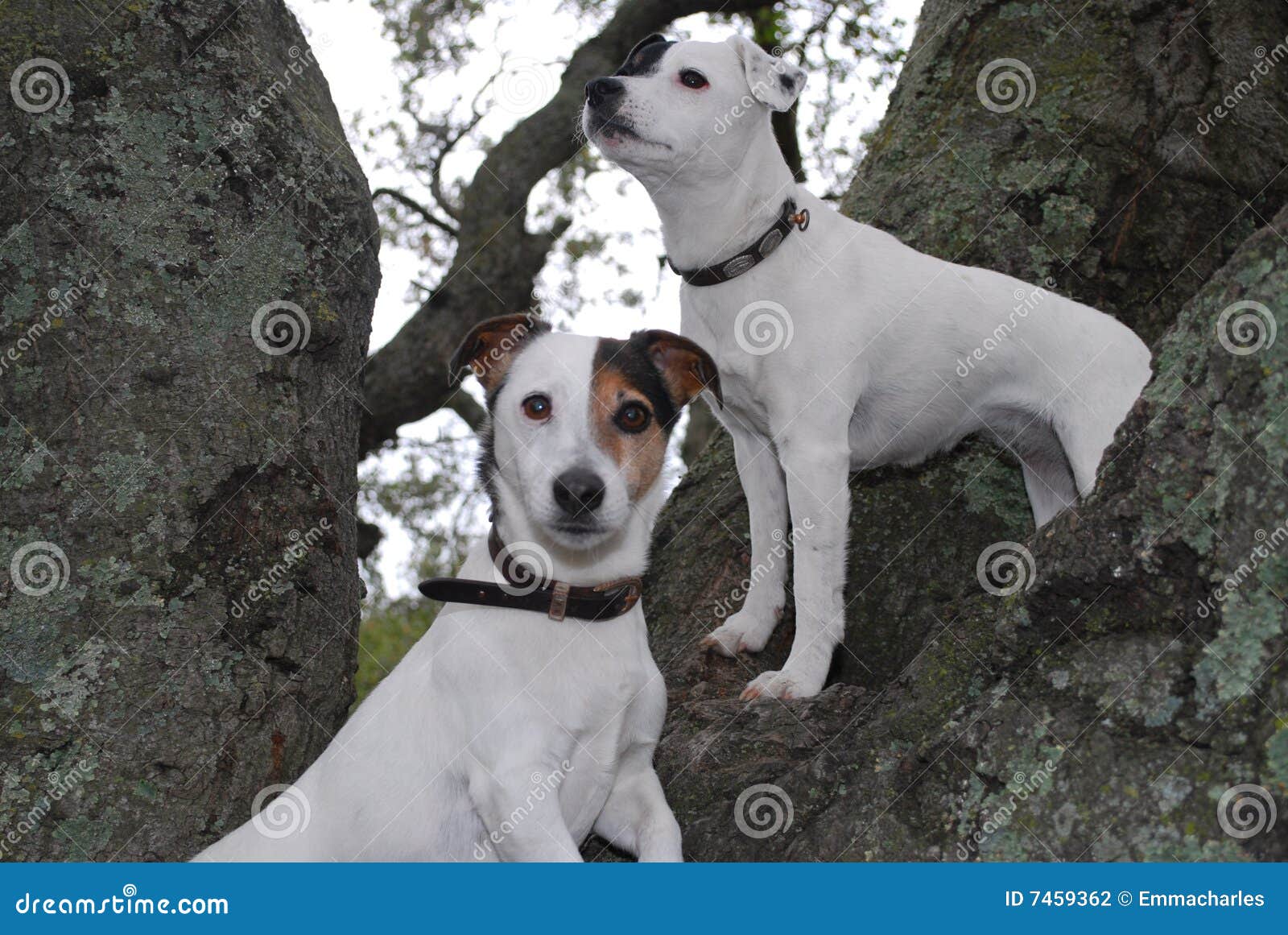 Two Dogs Sitting On A Tree Picture. Image: 7459362