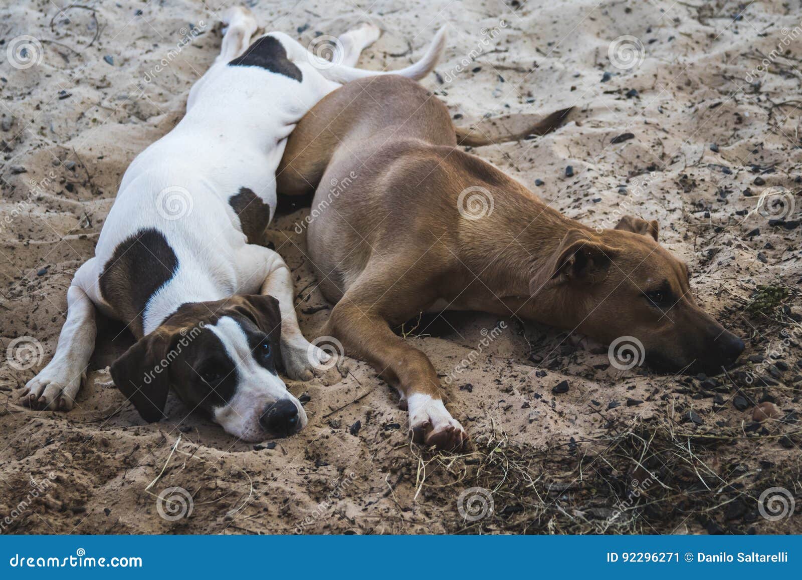 Two dogs sleeping stock image. Image of canine, cute - 92296271