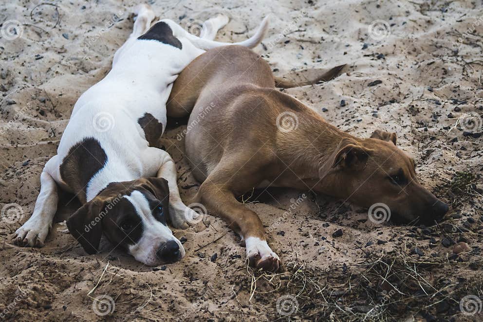 Two dogs sleeping stock image. Image of canine, cute - 92296271