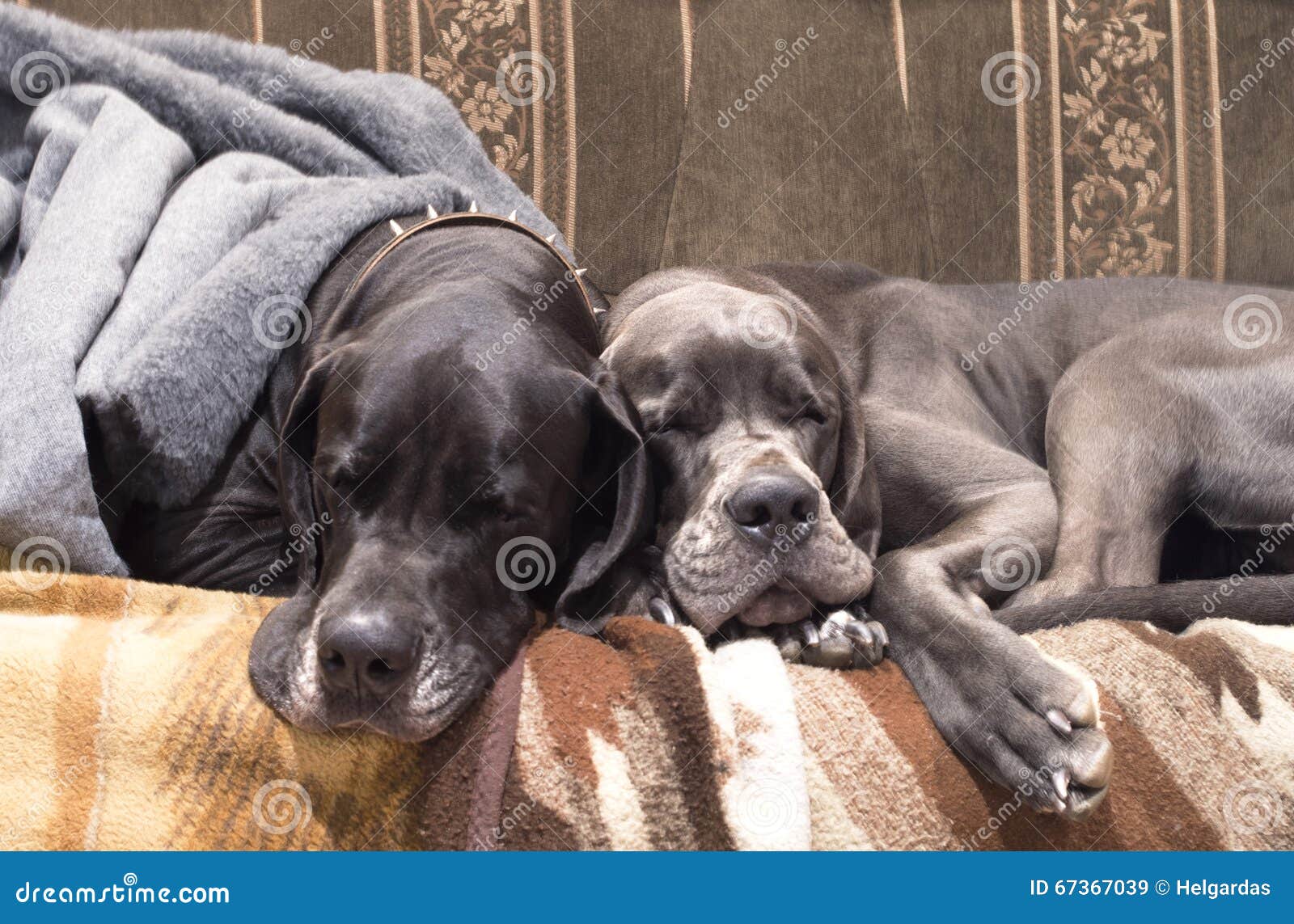 Two cute dogs sleeping stock image. Image of love, black - 67367039