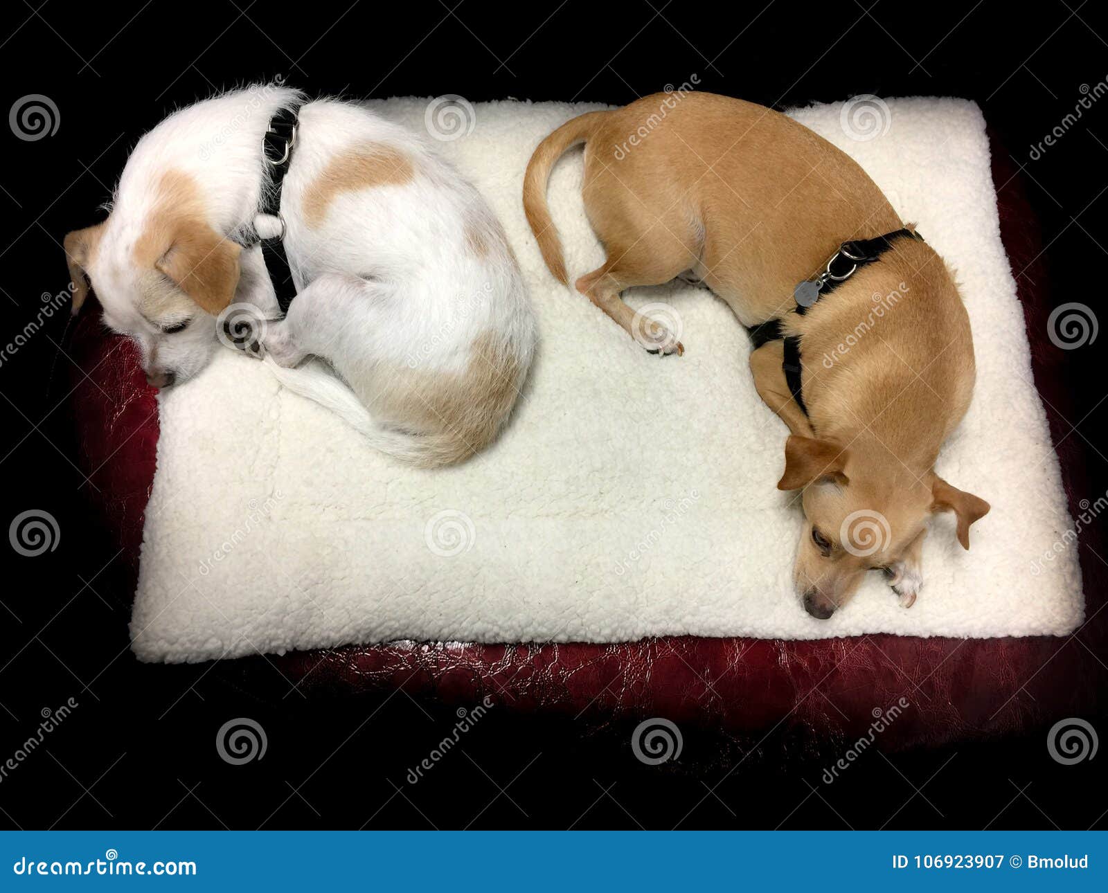 Two dogs are sleeping stock image. Image of waiting - 106923907