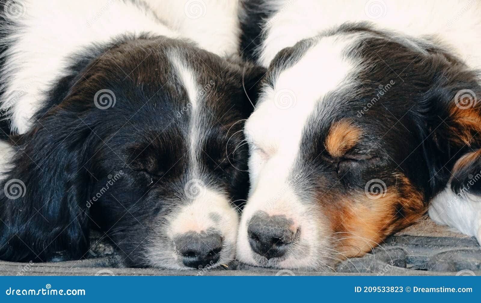 Two dogs sleeping stock image. Image of animals, puppies - 209533823