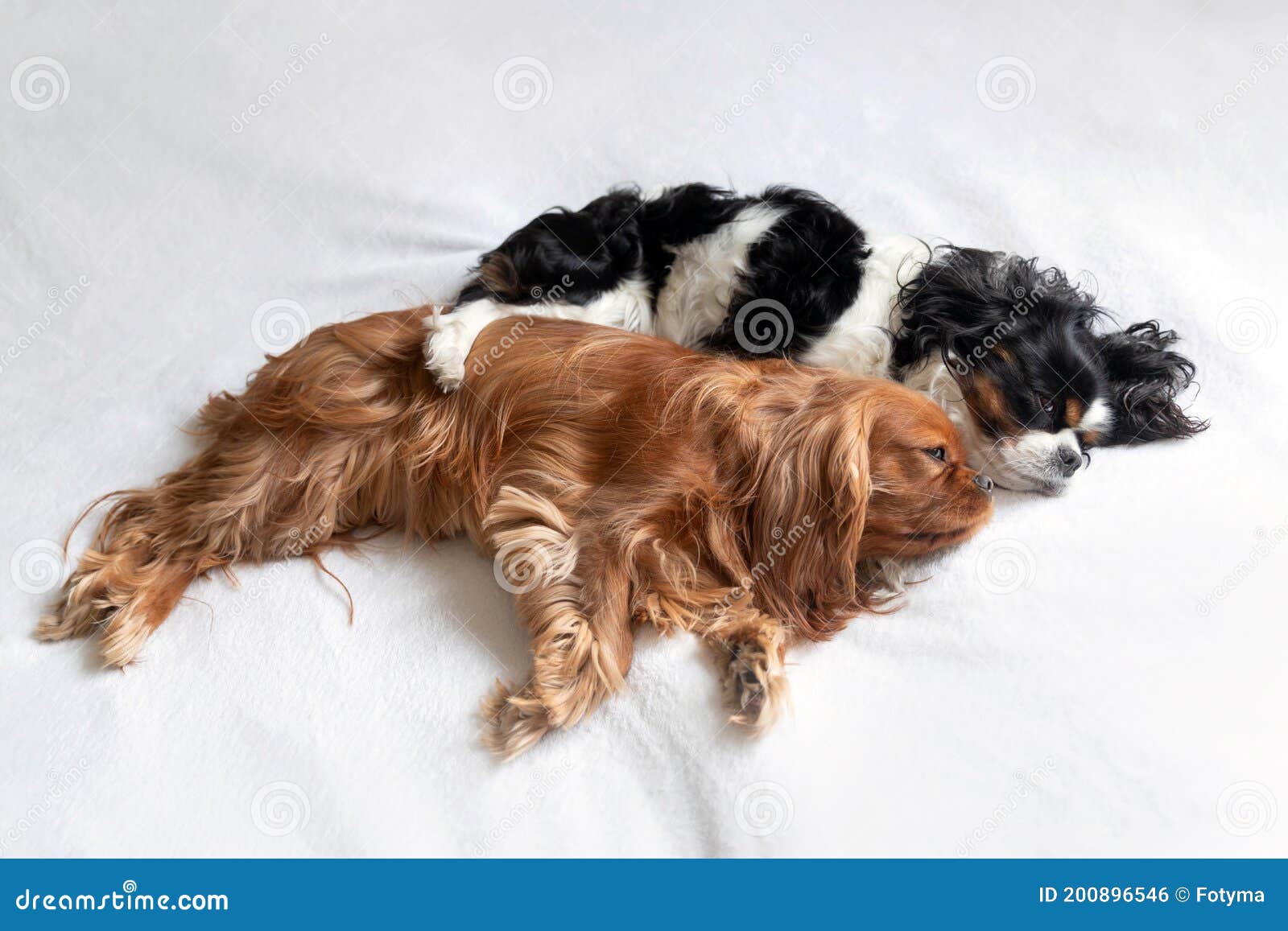 Two dogs sleeping together stock photo. Image of happy - 200896546