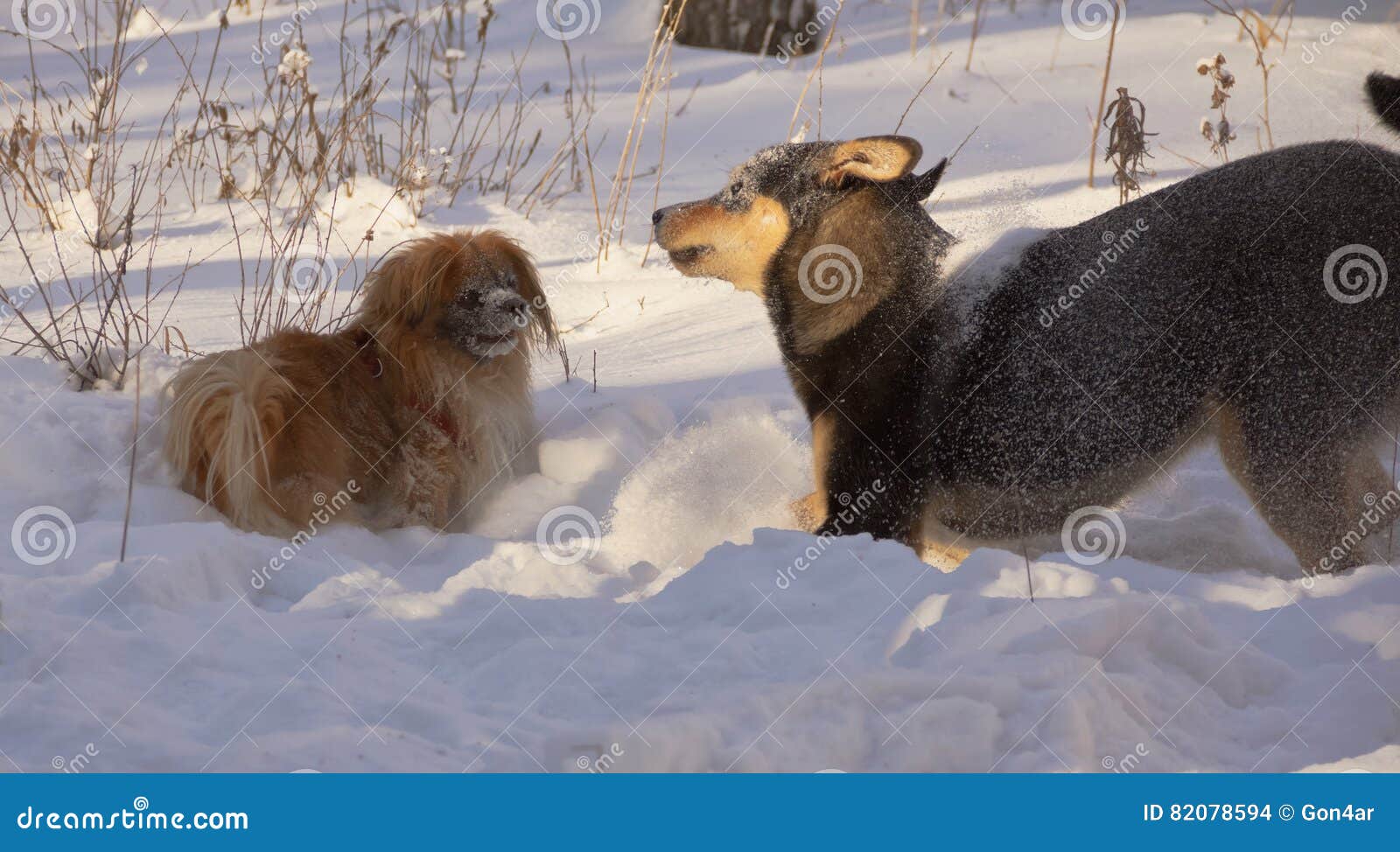 Two Dogs-small and Large-play in the Fluffy Snow Stock Photo - Image of ...