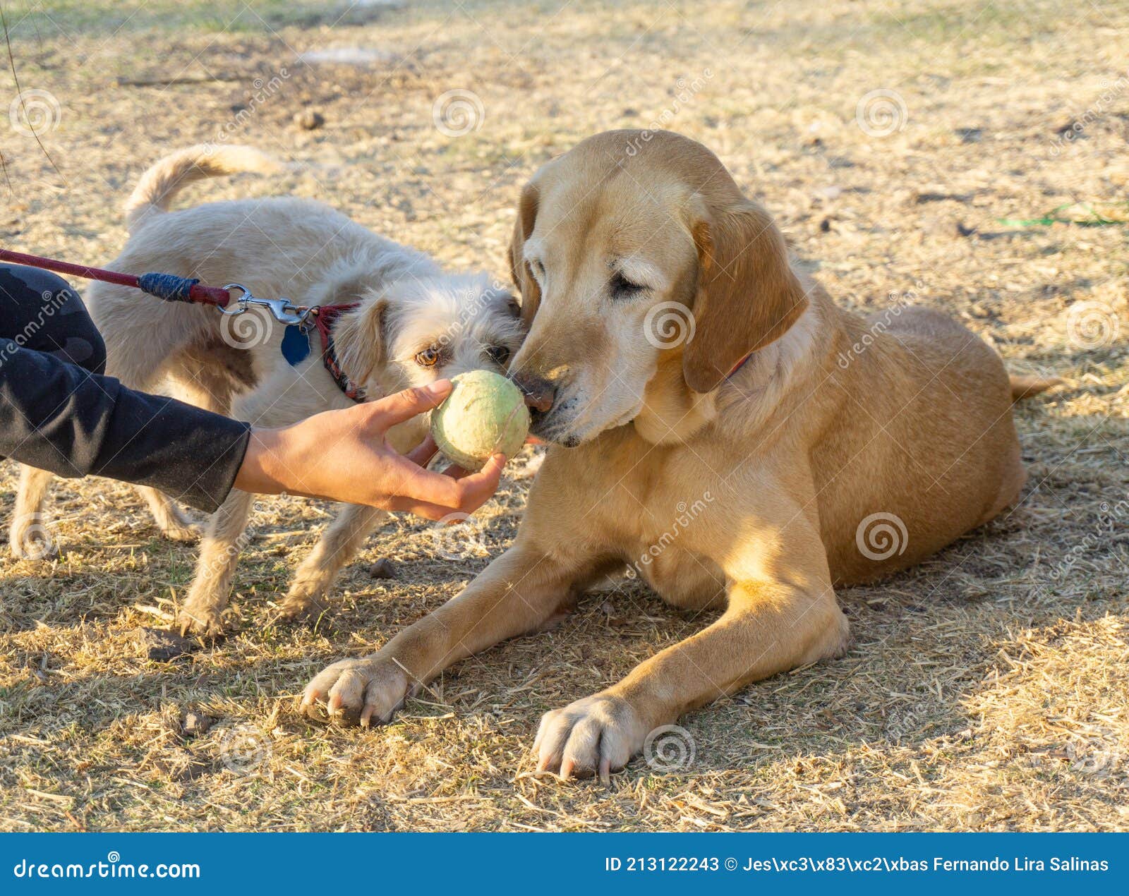 Two Dogs Smelling Green Ball Stock Image - Image of ball, adorable ...