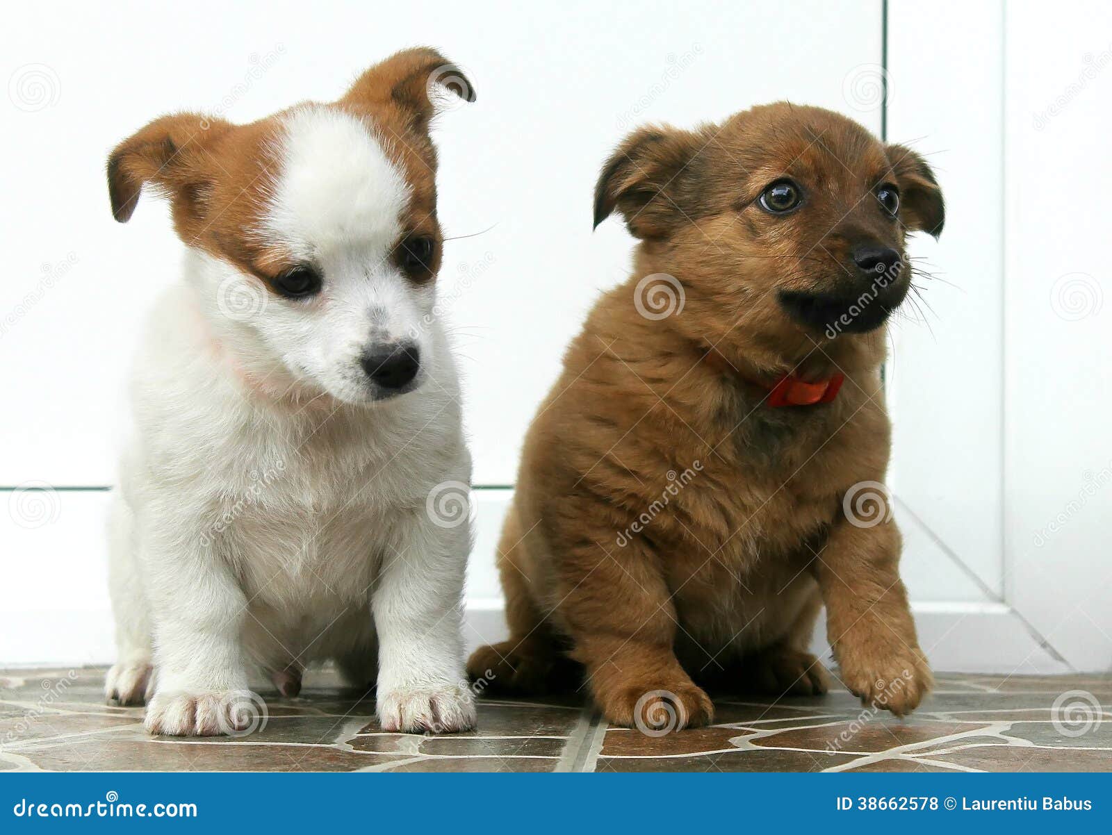Two dogs stock photo. Image of brown, mammal, little - 38662578
