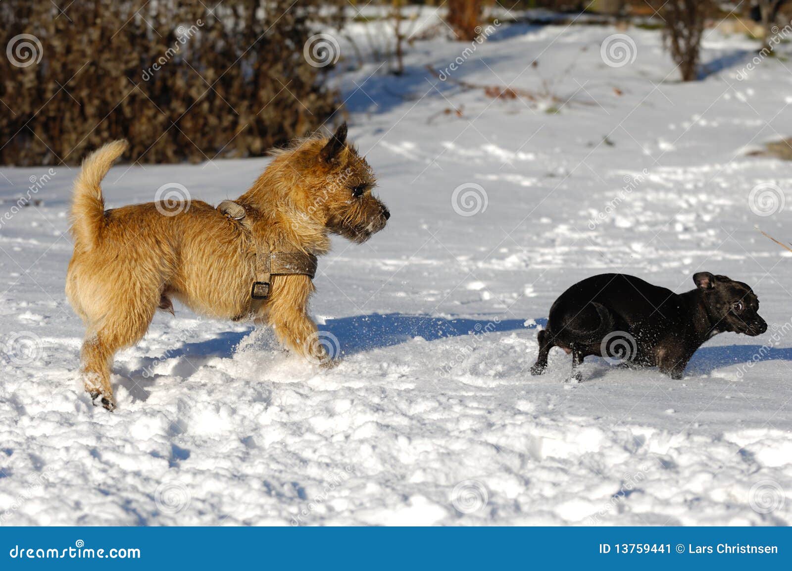 Two dogs in the snow stock image. Image of companion - 13759441