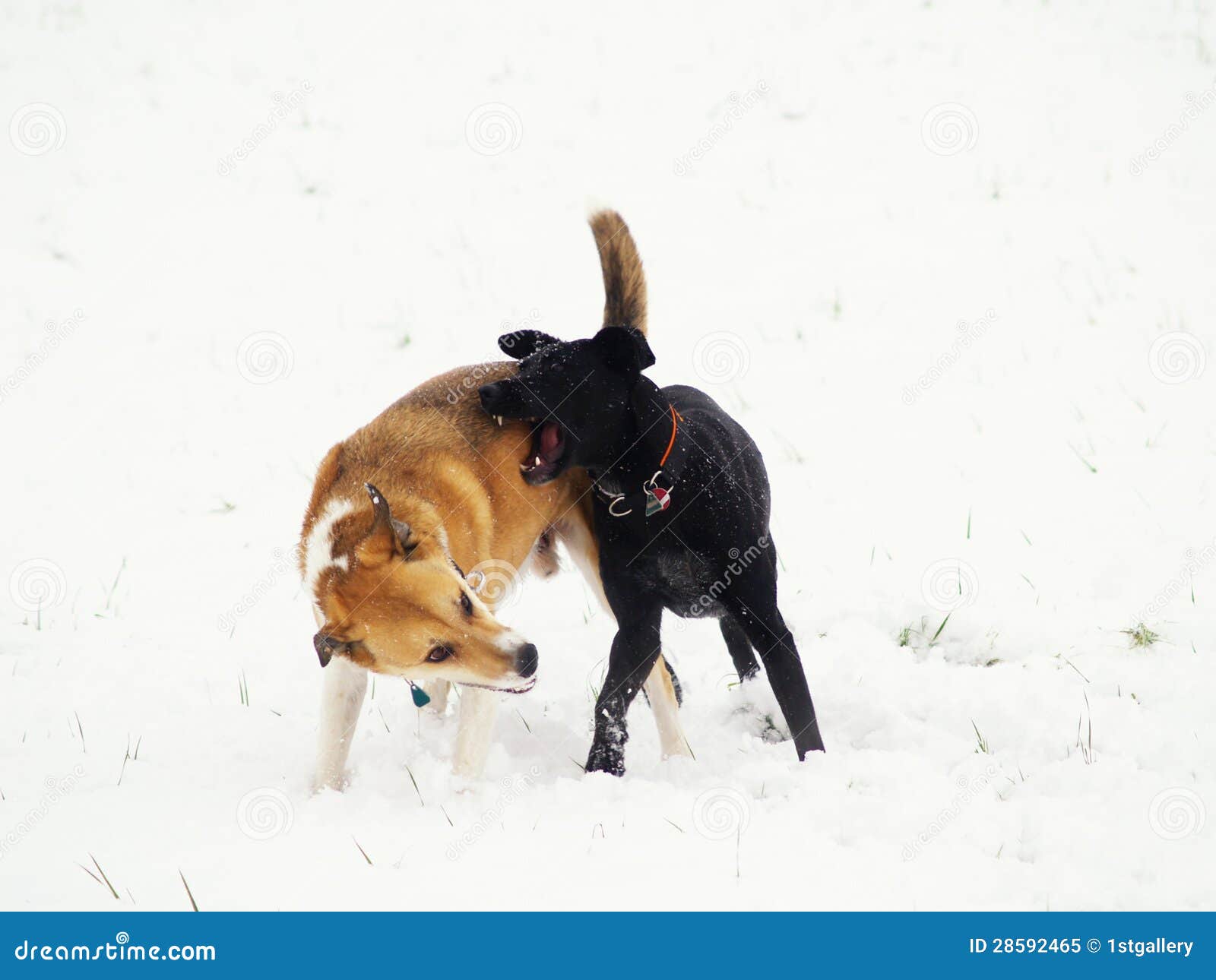 Two dogs in the snow (4) stock image. Image of closeup - 28592465