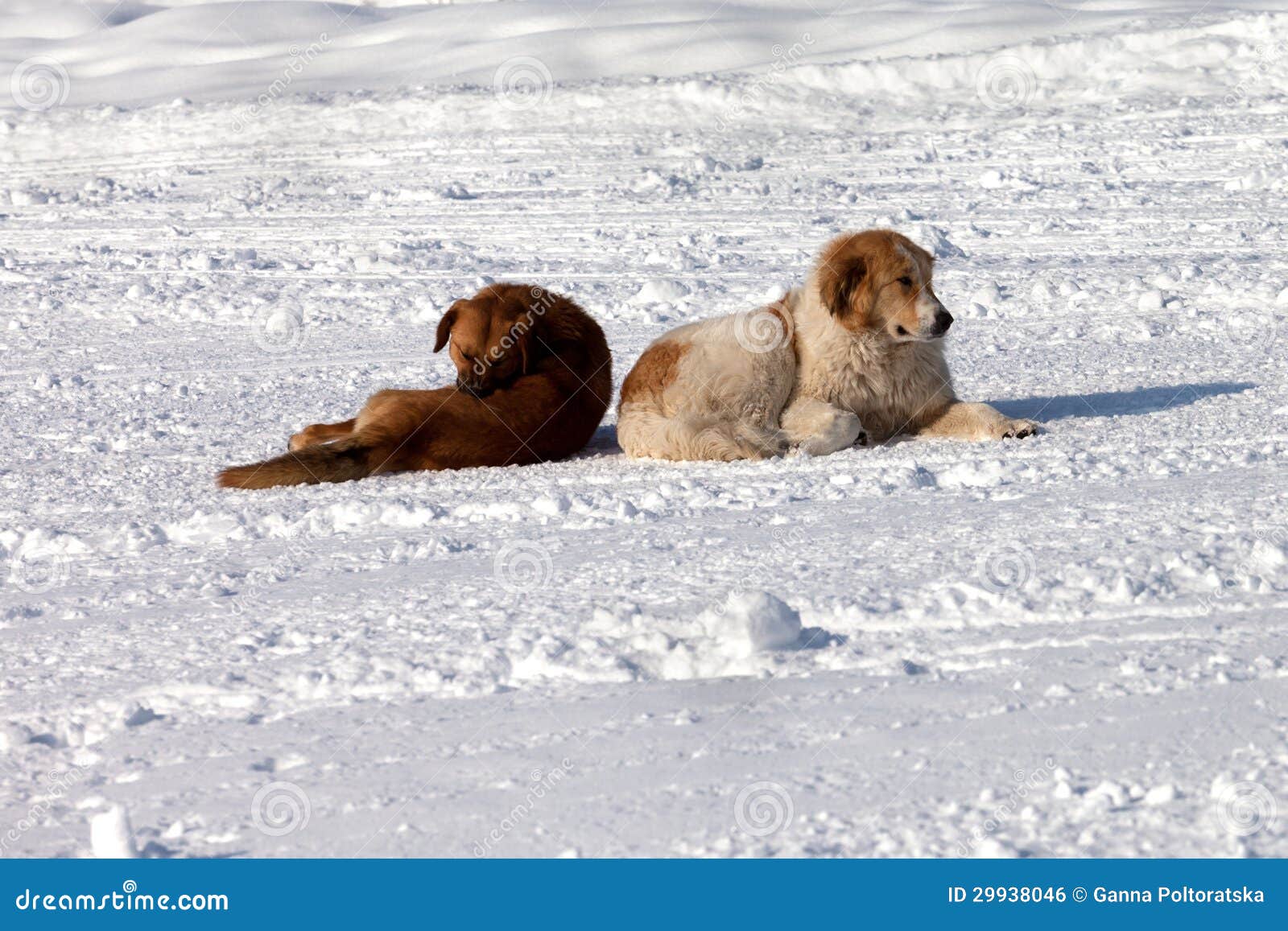 Two dogs on snow stock photo. Image of snow, outdoors - 29938046