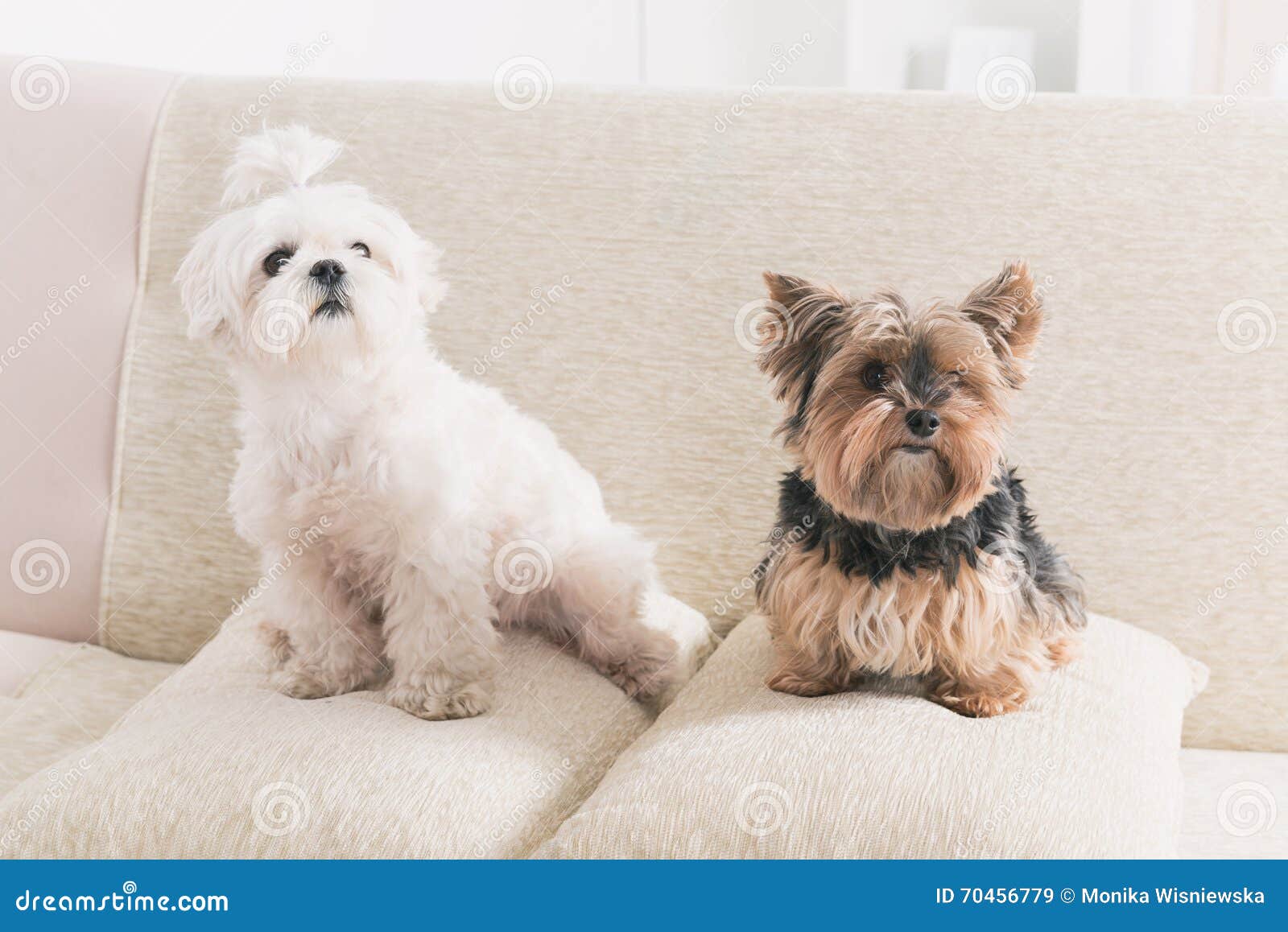 Two dogs on sofa stock image. Image of friendship, breed - 70456779