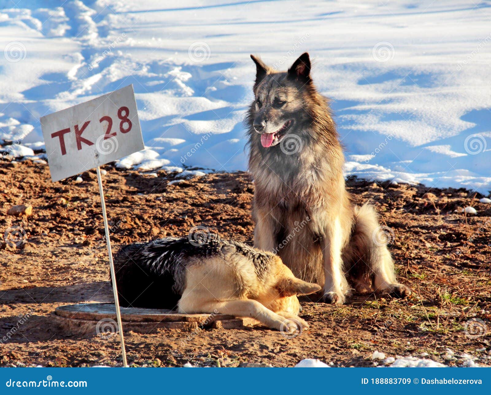 Two Dogs in Spring Sun in Snow Stock Image - Image of bearded, gordon ...
