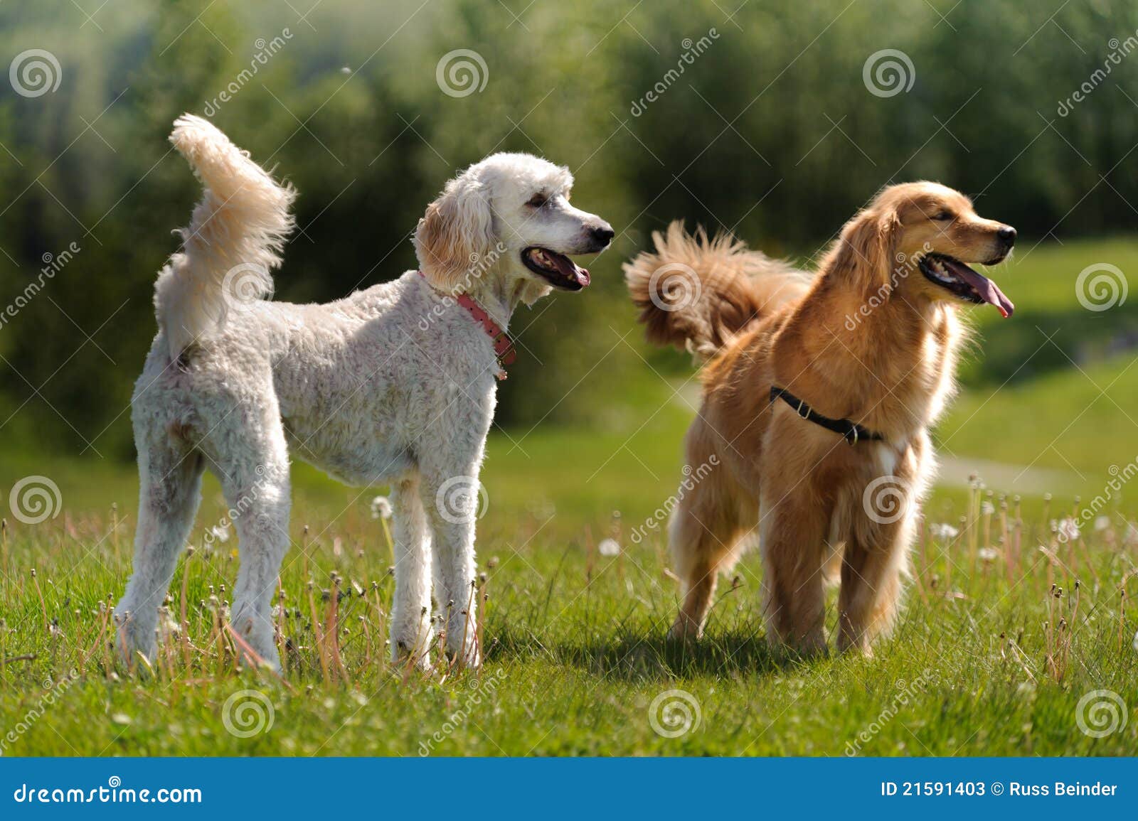 Two dogs stand in a field stock image. Image of purebred - 21591403