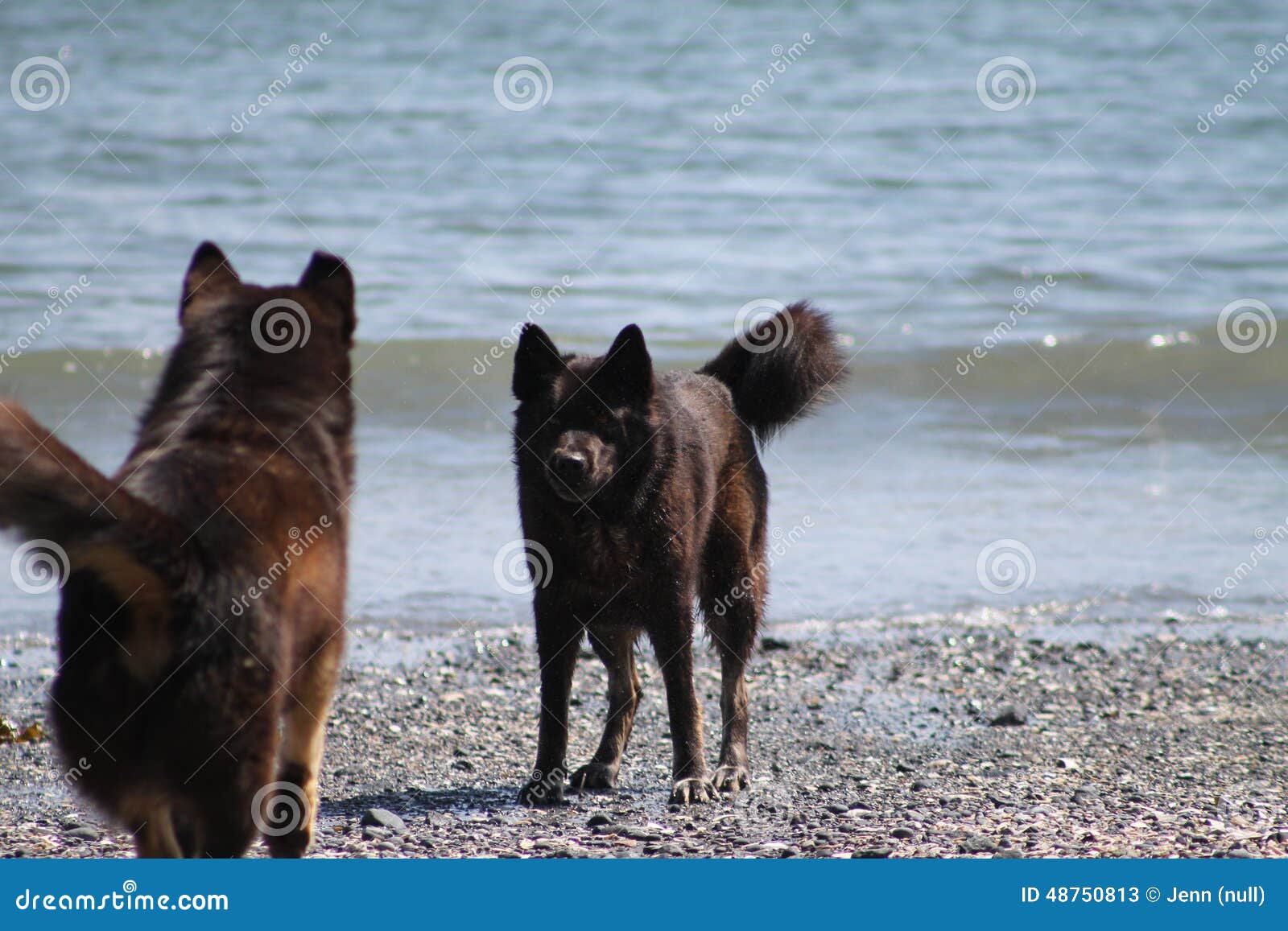 Two Dogs Stand In A Field Stock Image | CartoonDealer.com #21591403