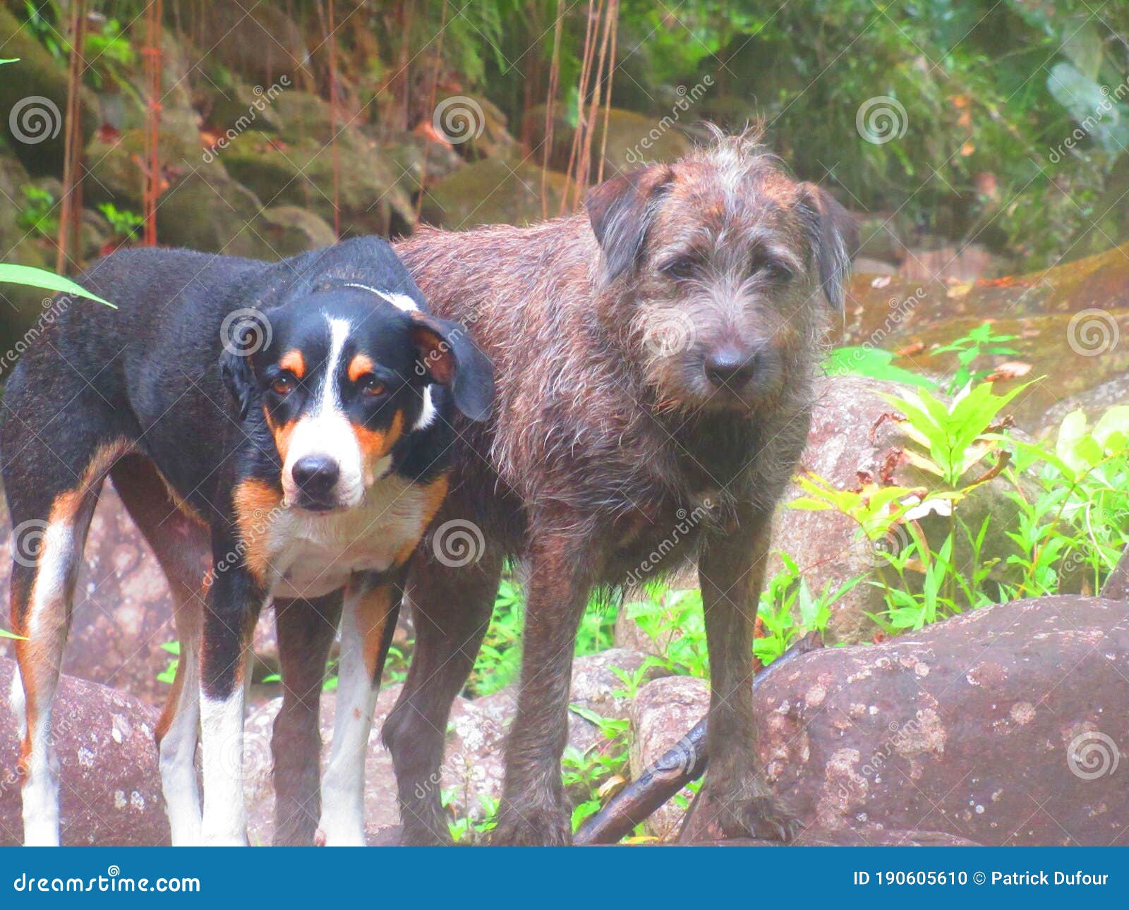 Two Dogs Stand Together on a Rock Stock Photo - Image of pretty, dogs ...