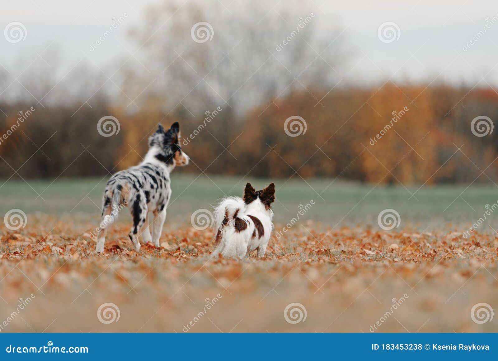 Two Dogs Standing on a Field, Rear View Stock Photo - Image of playful ...