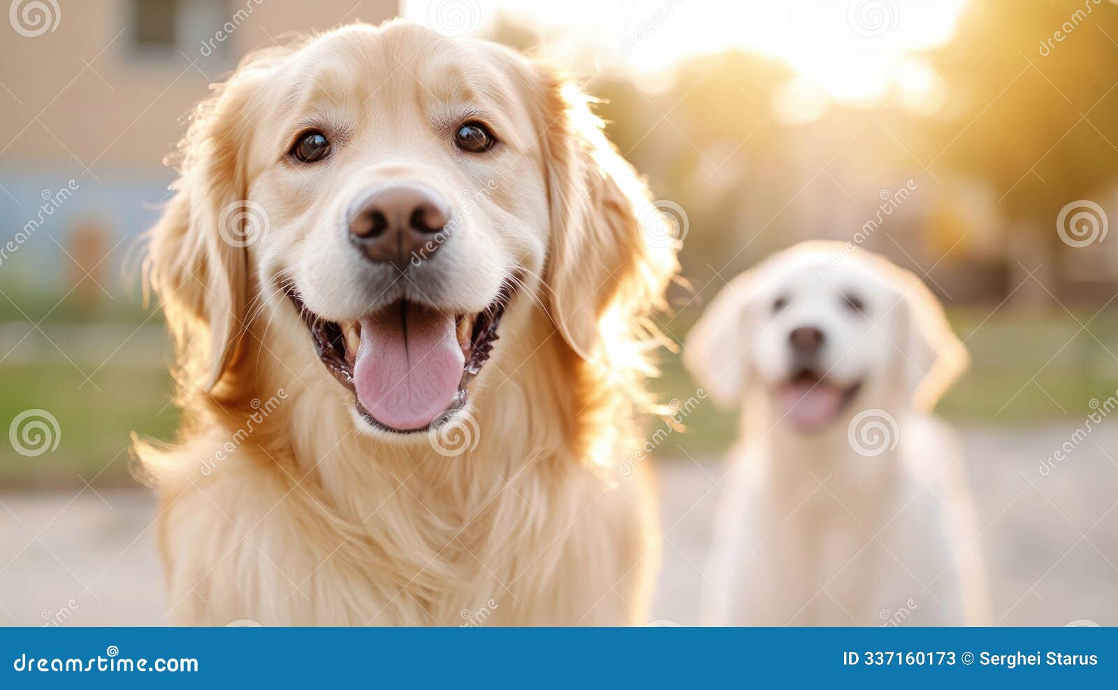 Two Dogs are Standing Next To Each Other in the Sun, AI Stock Image ...
