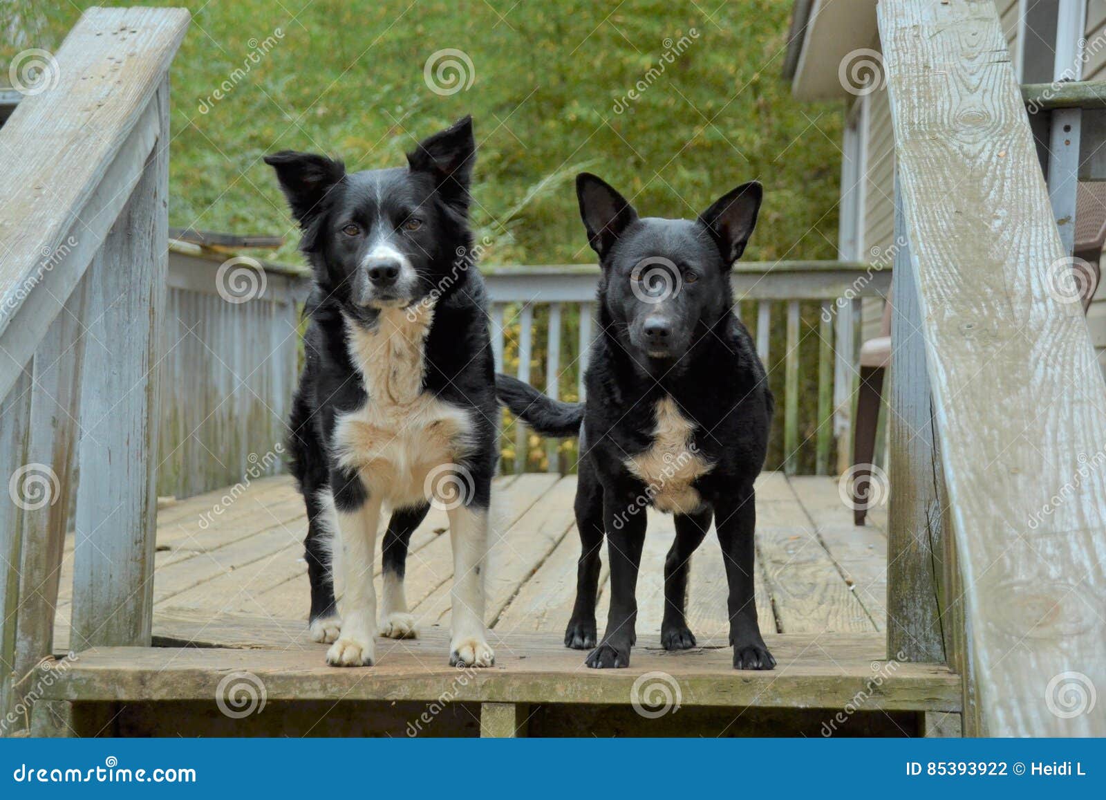 Two Dogs stock photo. Image of lies, outside, deep, dirt - 85393922