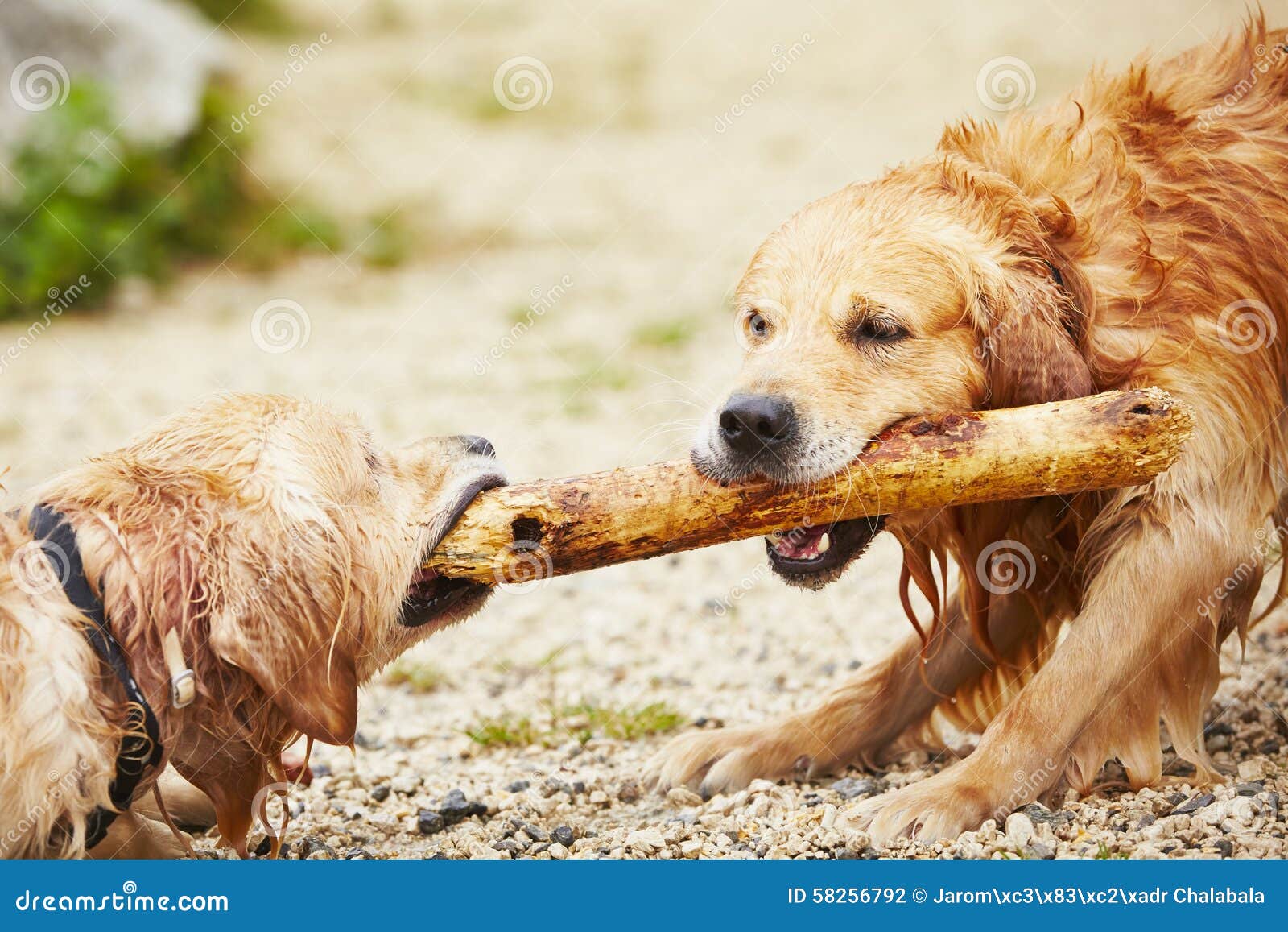 Two Dogs Stick Their Heads Out Car Window Royalty-Free Stock Image ...