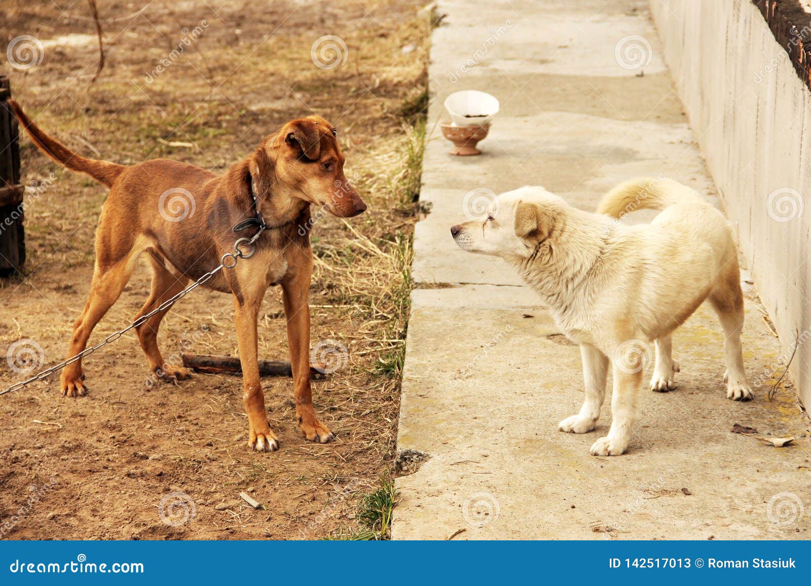 Two dogs on the street stock image. Image of grass, park - 142517013