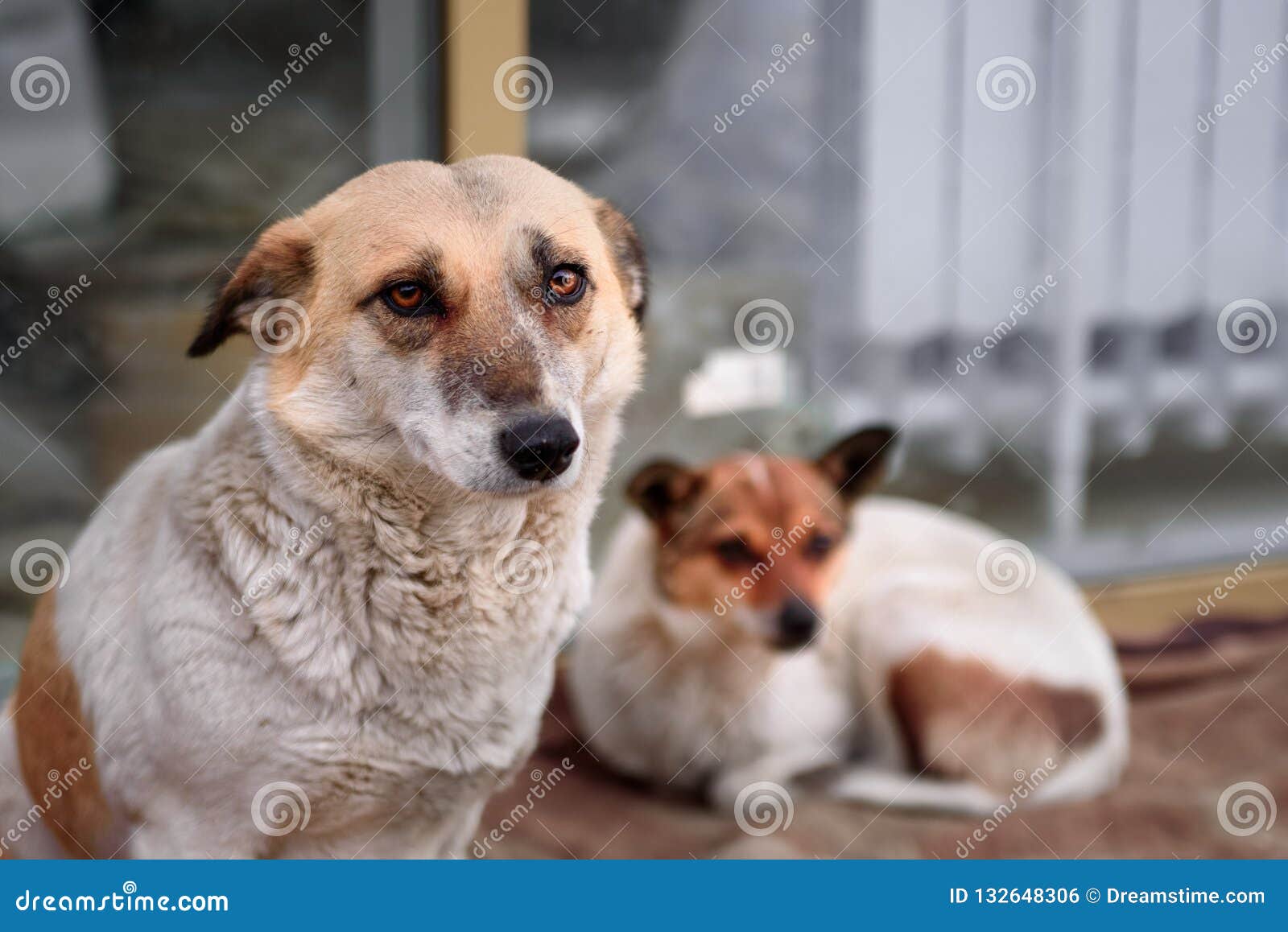 Two dogs on the street stock photo. Image of brown, smalls - 132648306