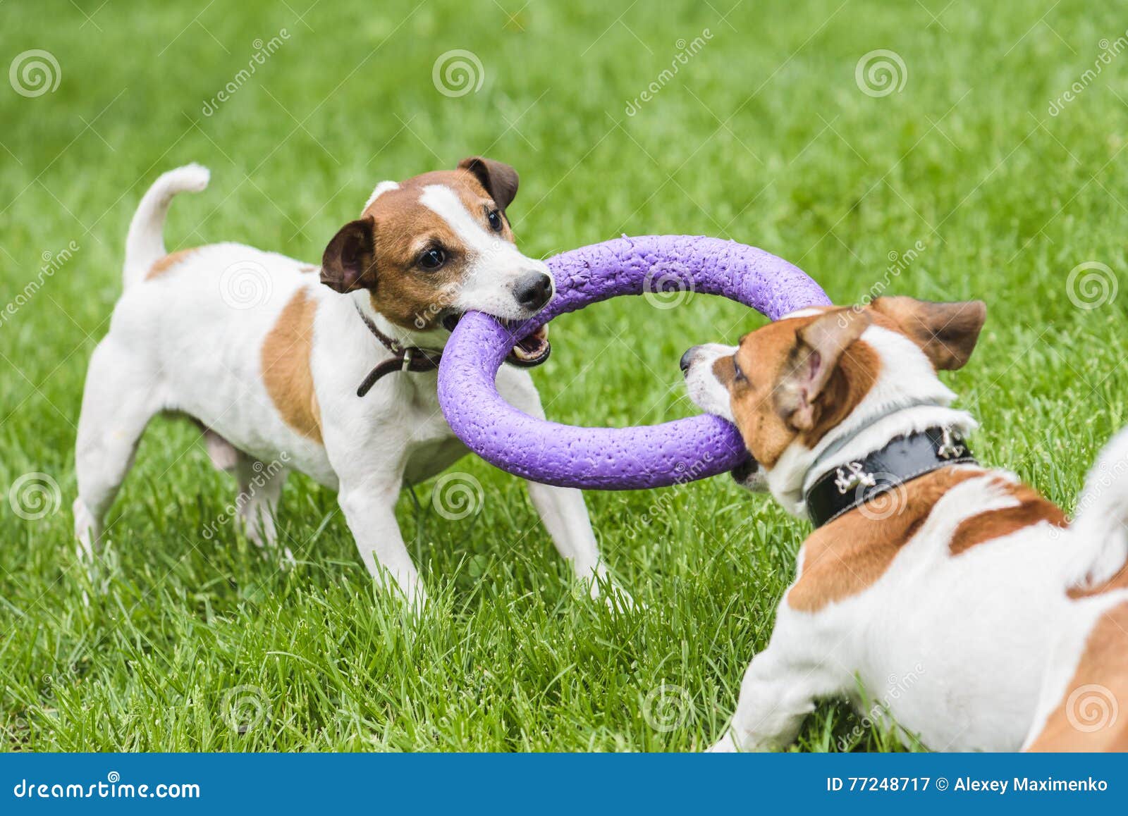Two Dogs Struggle Playing Tug War Game Stock Image - Image of jack ...