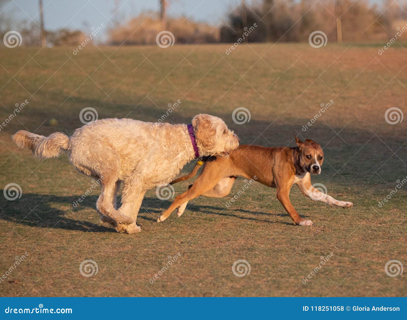 Two Dogs at Sunset Running through the Park Stock Photo - Image of dogs ...