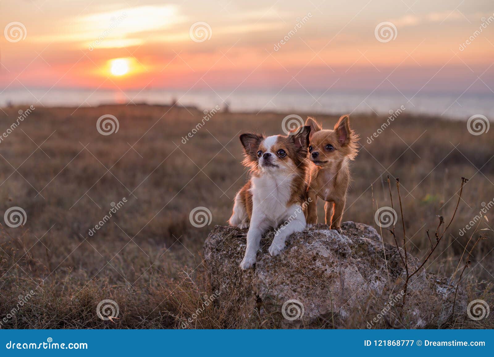 Two dogs at sunset stock image. Image of nature, funny - 121868777