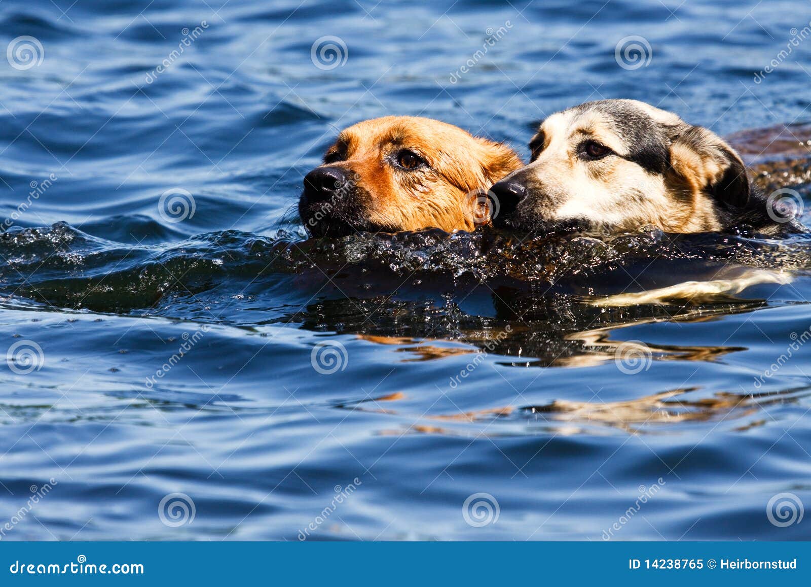 Dogs Swimming Stock Photography | CartoonDealer.com #78528536